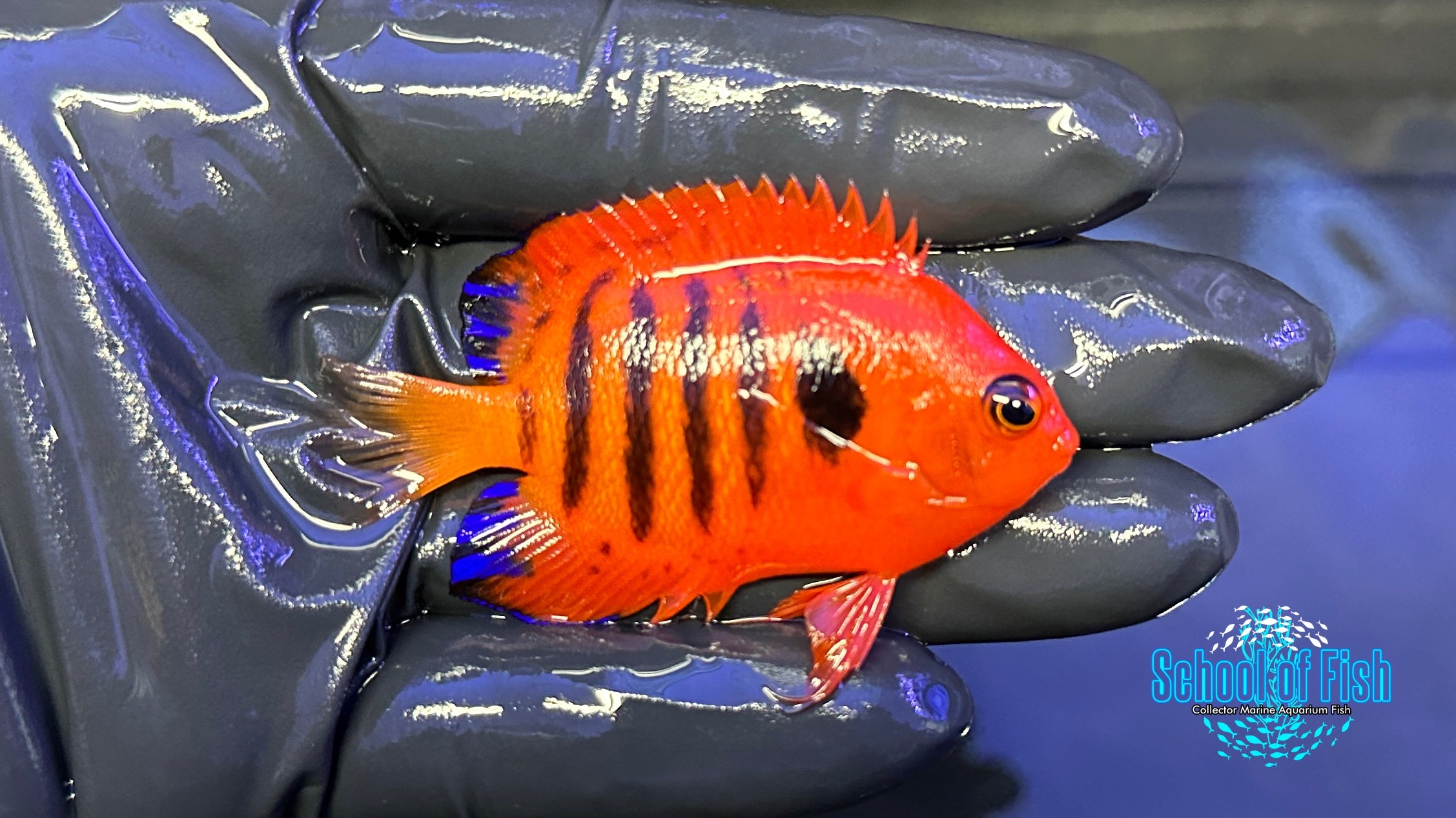 Flame Angelfish X-mas Island Male FA9 | School of Fish Online Store