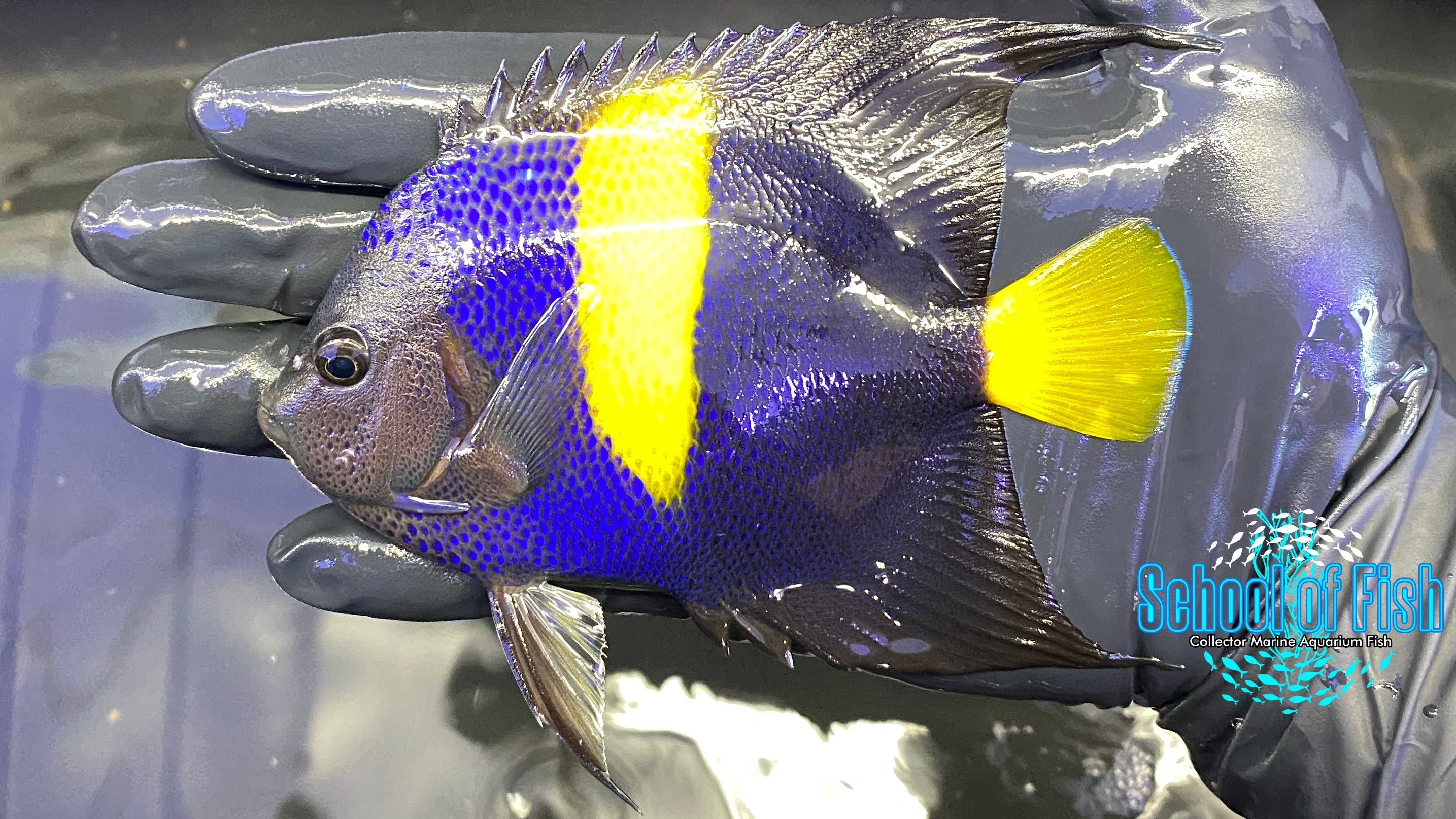 Asfur Angelfish 4" | School of Fish Online Store