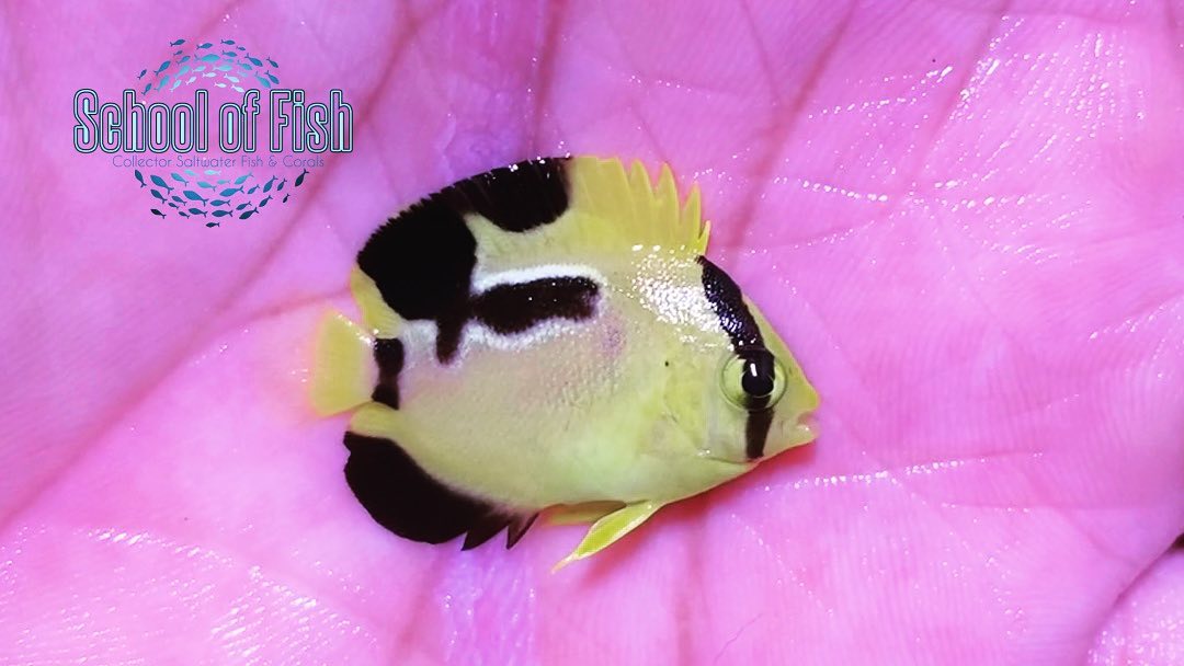 Griffis x Xanthotis Angel Hybrids... | School of Fish Online Store