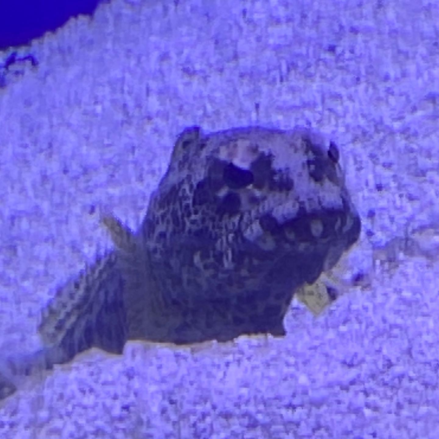 Darwin Jawfish Opistognathus darwiniensis. Been... | School of Fish ...