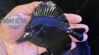 Smallest Black Tangs we have... | School of Fish Online Store