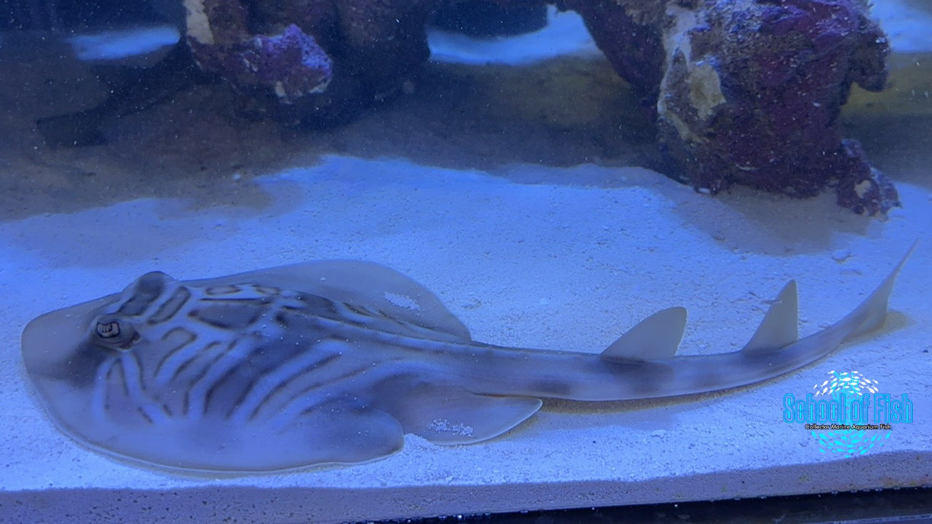Fiddler Ray FR3 | School of Fish Online Store