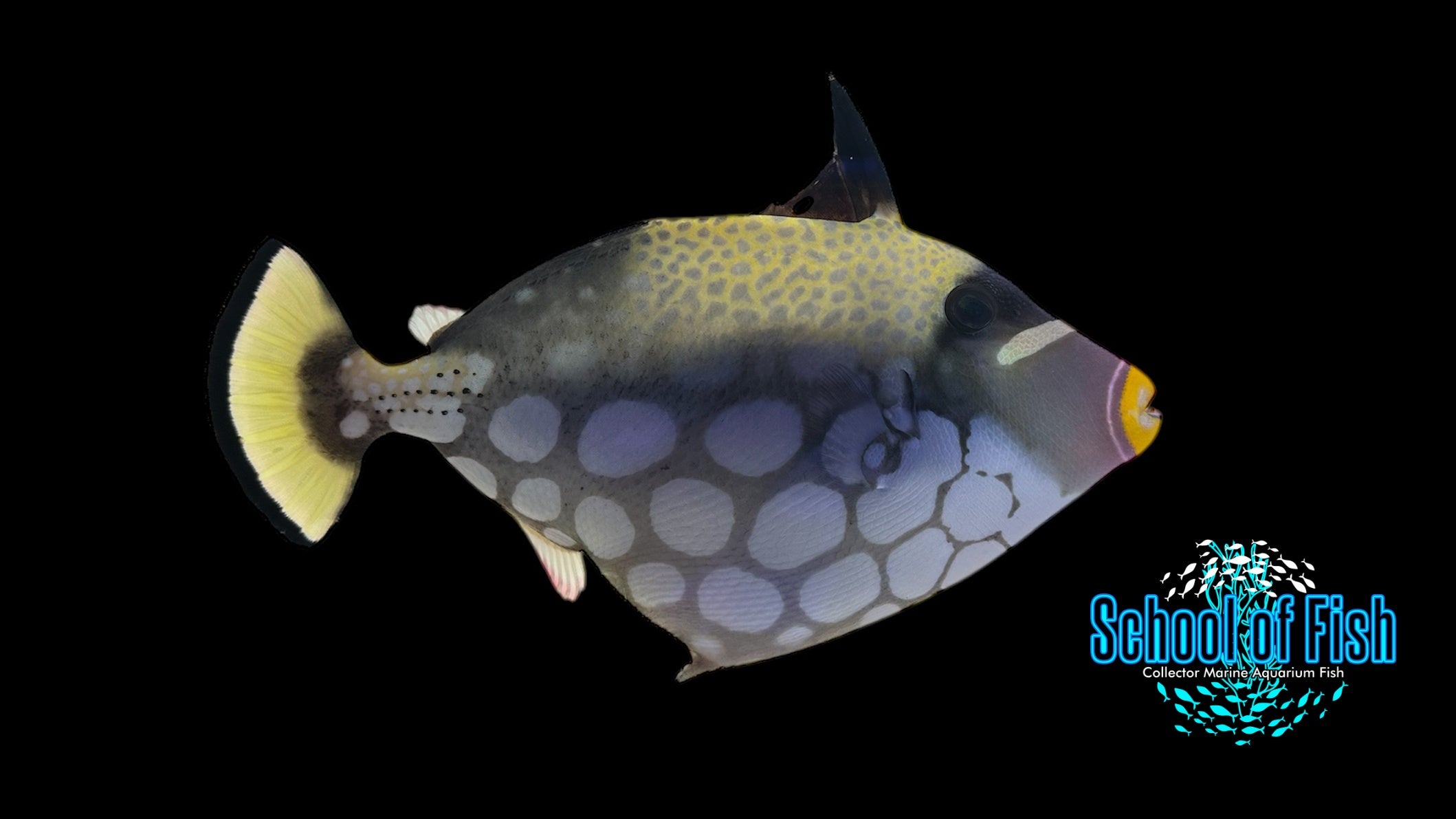 Clown Triggerfish 13" | School of Fish Online Store