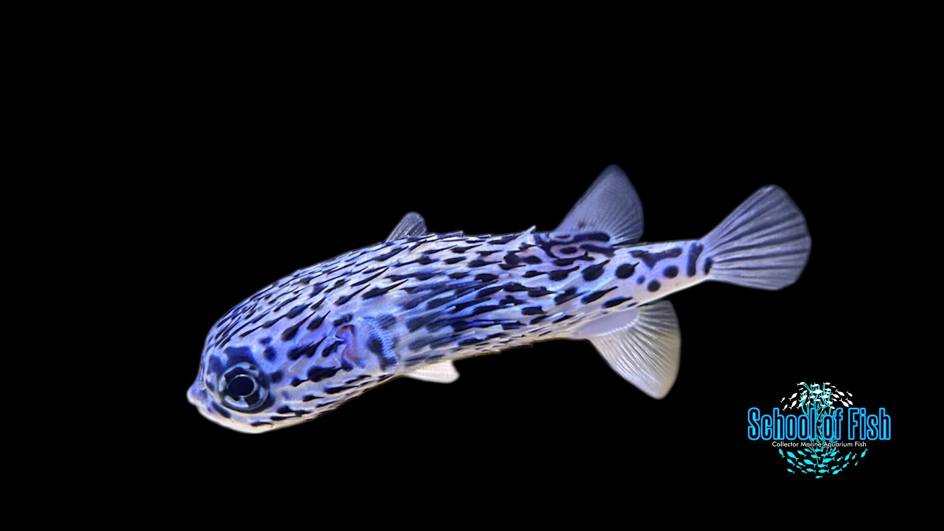 Pelagic Porcupine Puffer #1 | School of Fish Online Store