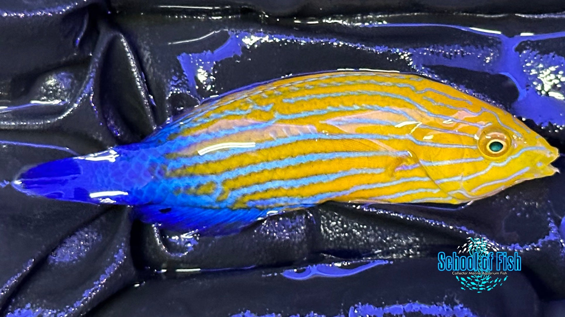 Candy Cane Femininus Wrasse Female CFW1 | School of Fish Online Store