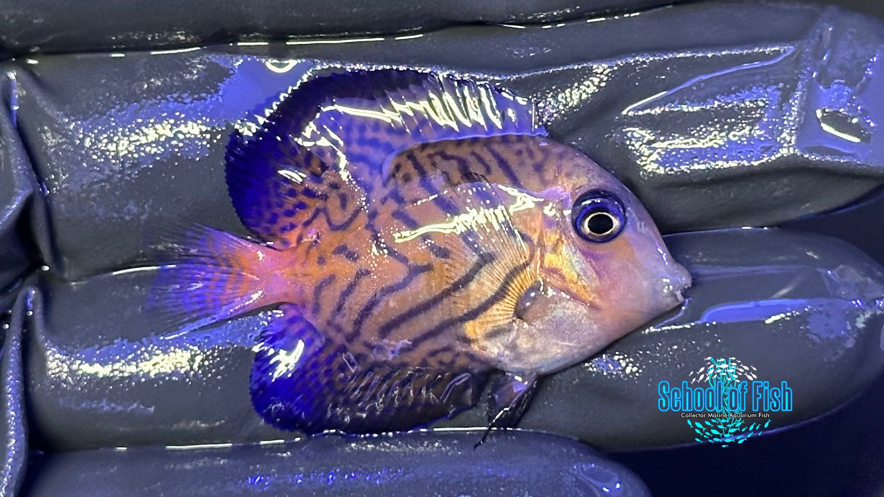 Chevron Tang Juv | School of Fish Online Store