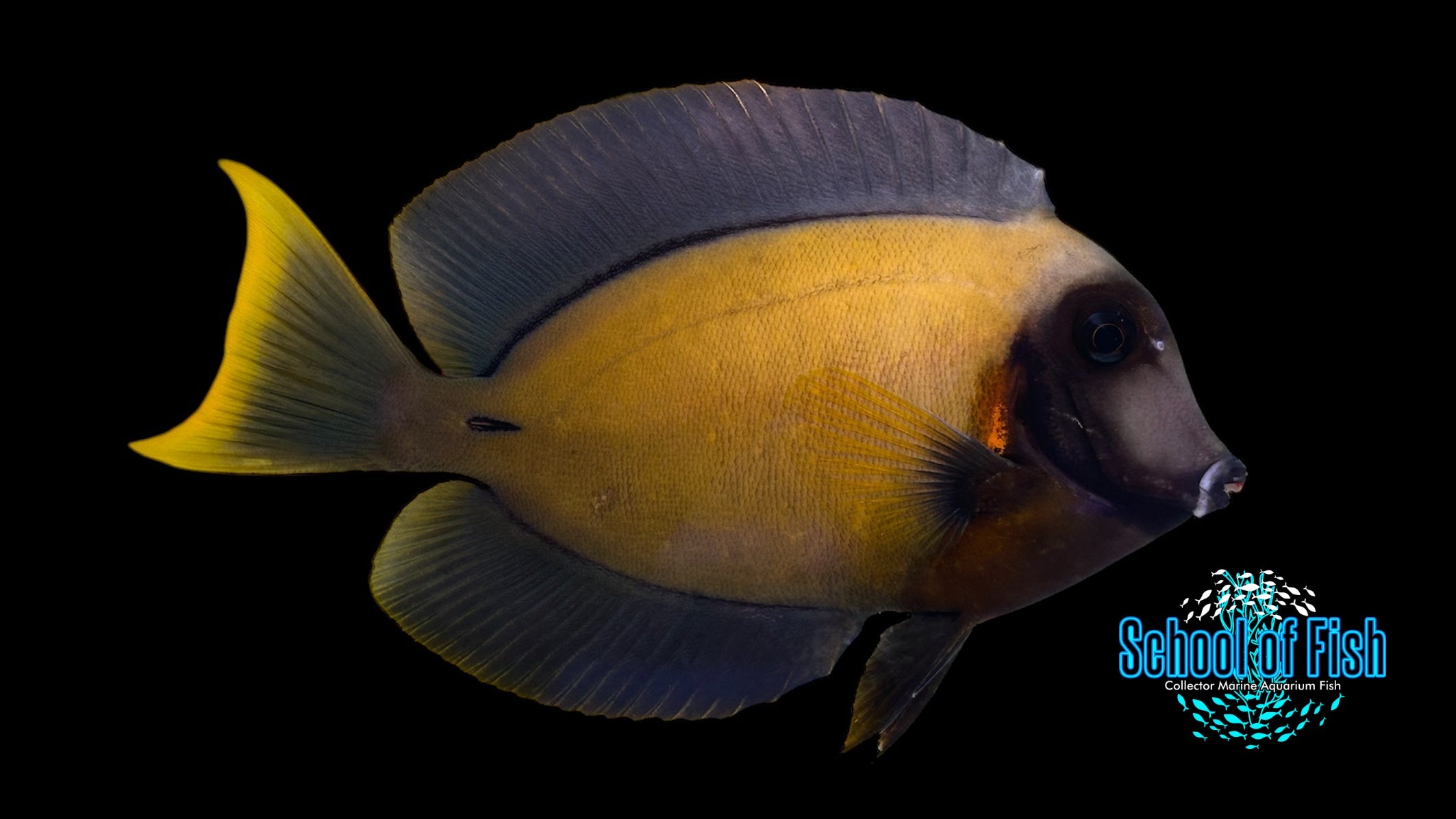 Chocolate Mimic Tang 5" | School of Fish Online Store