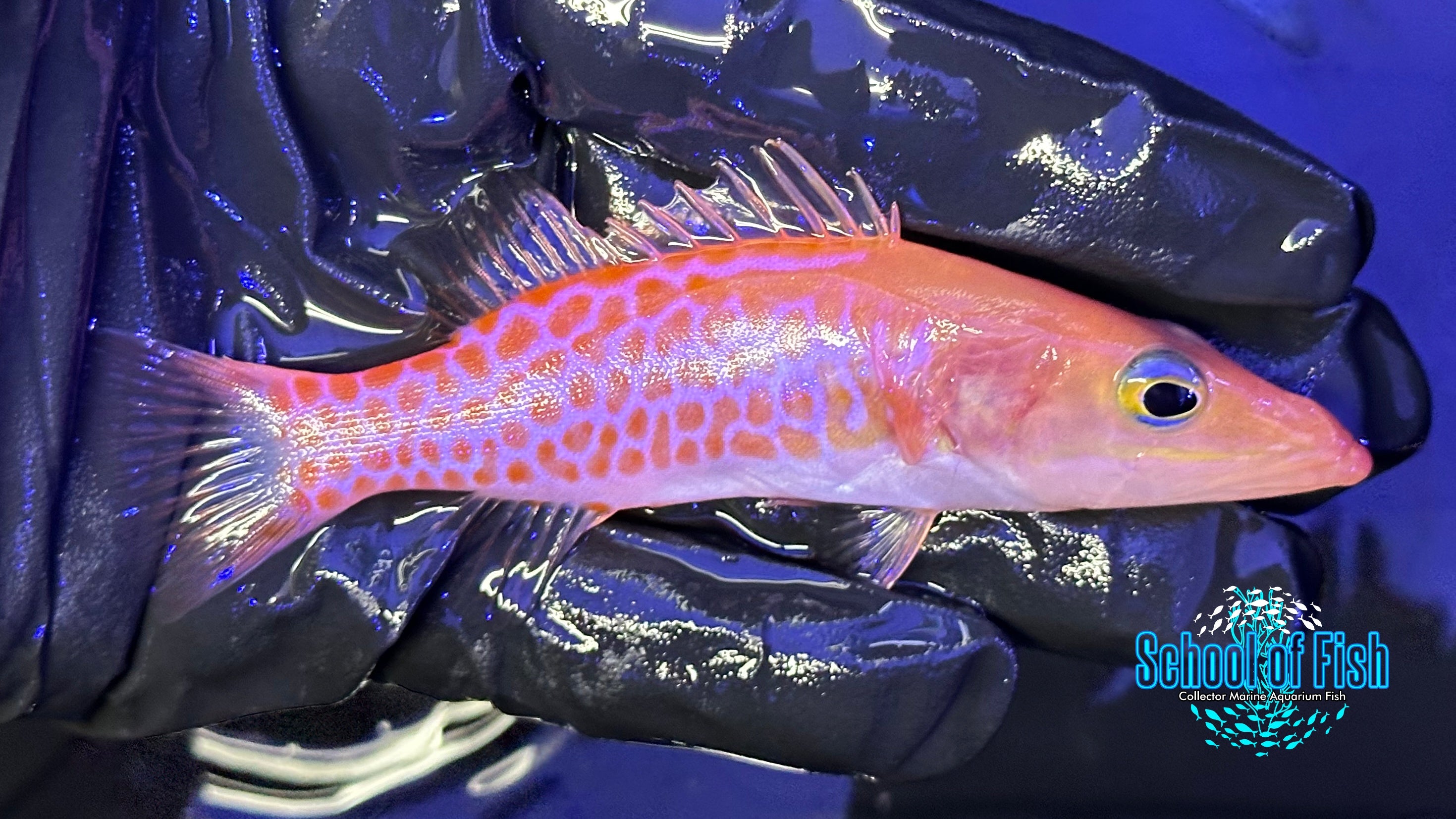 Dr. Seuss Fish DSF2 | School of Fish Online Store