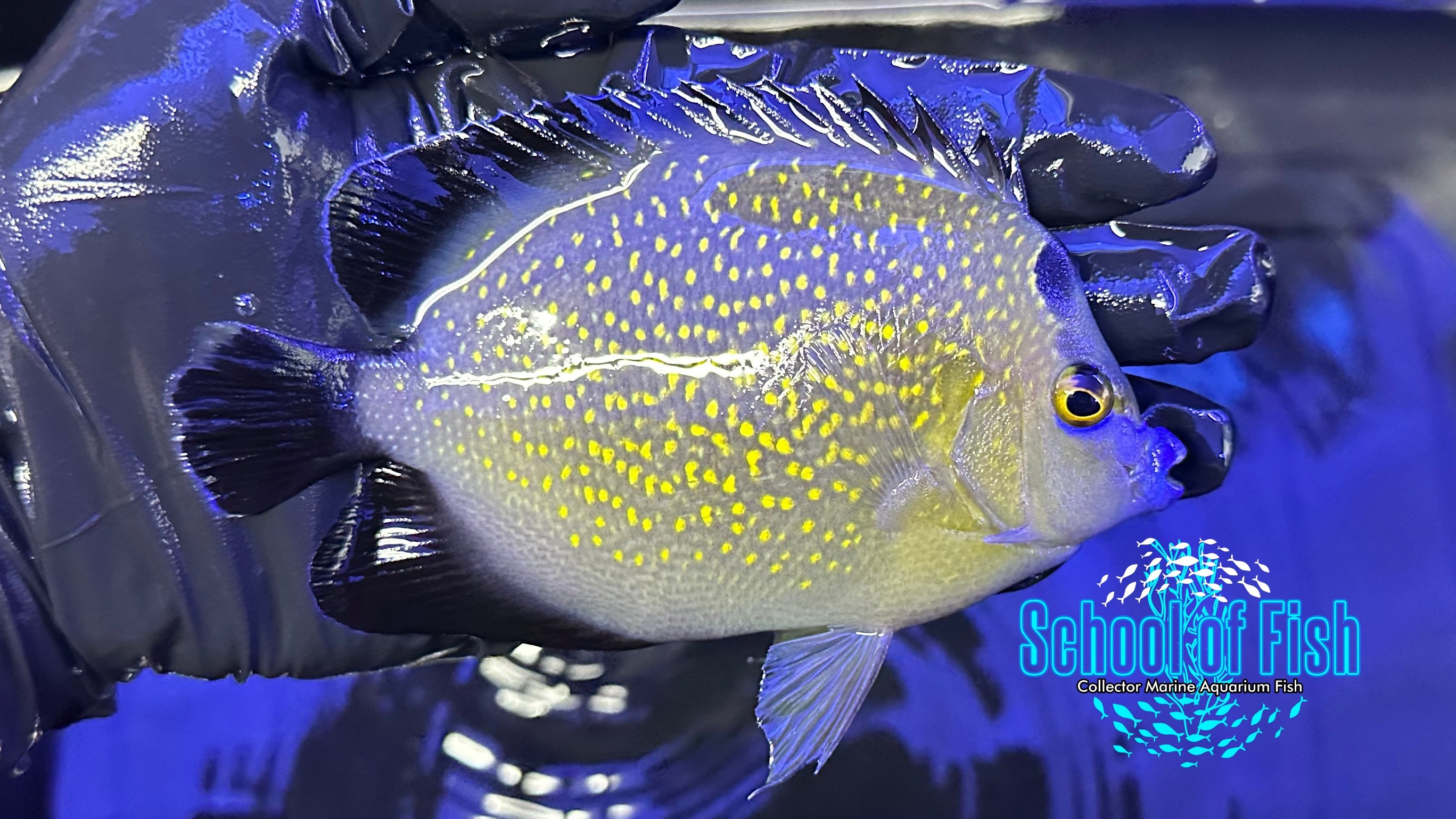 Goldflake Angel Adult WILD GF2 | School of Fish Online Store