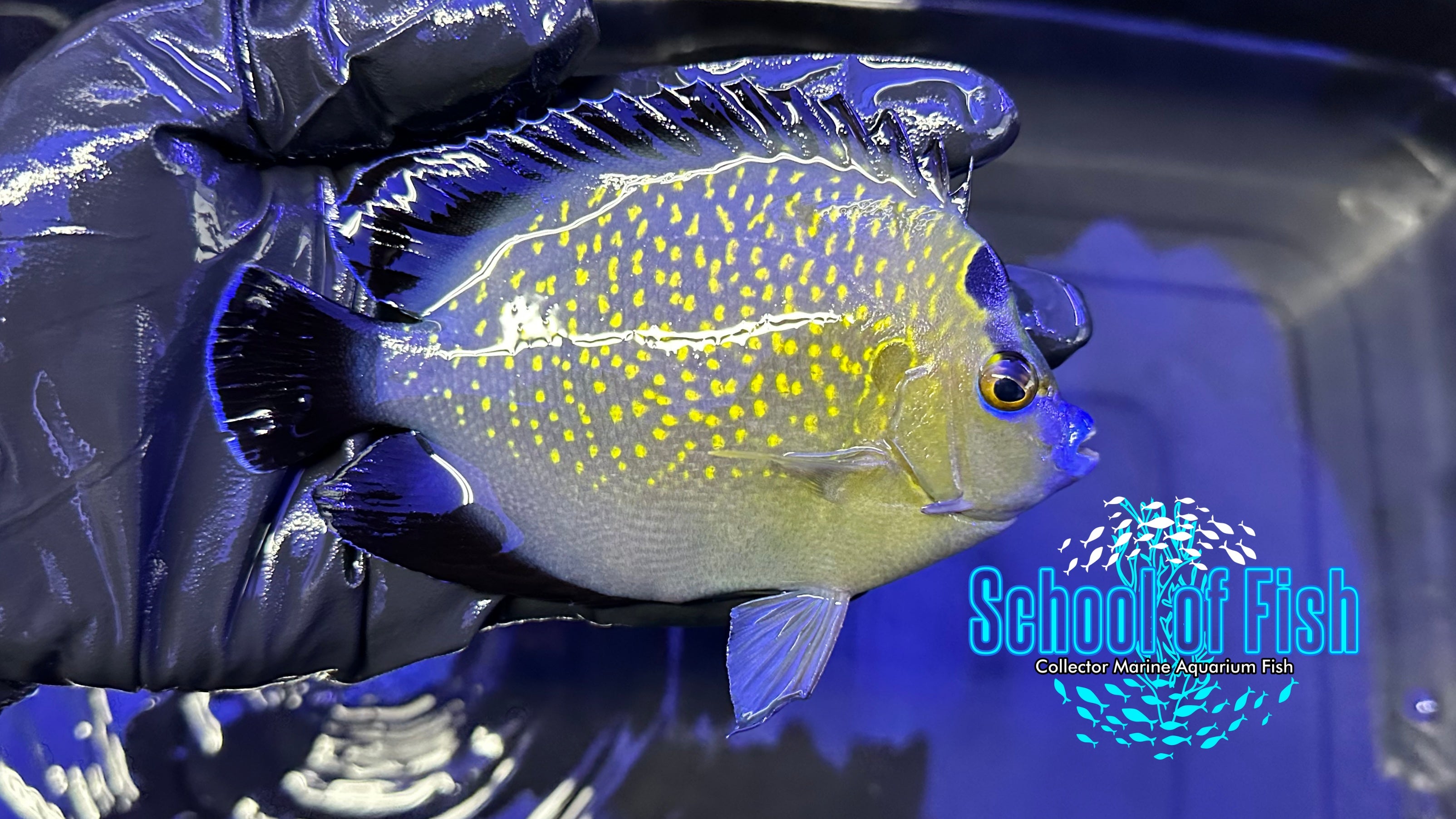 School of Fish LLC: Collector Quality Saltwater Fish | School of Fish ...