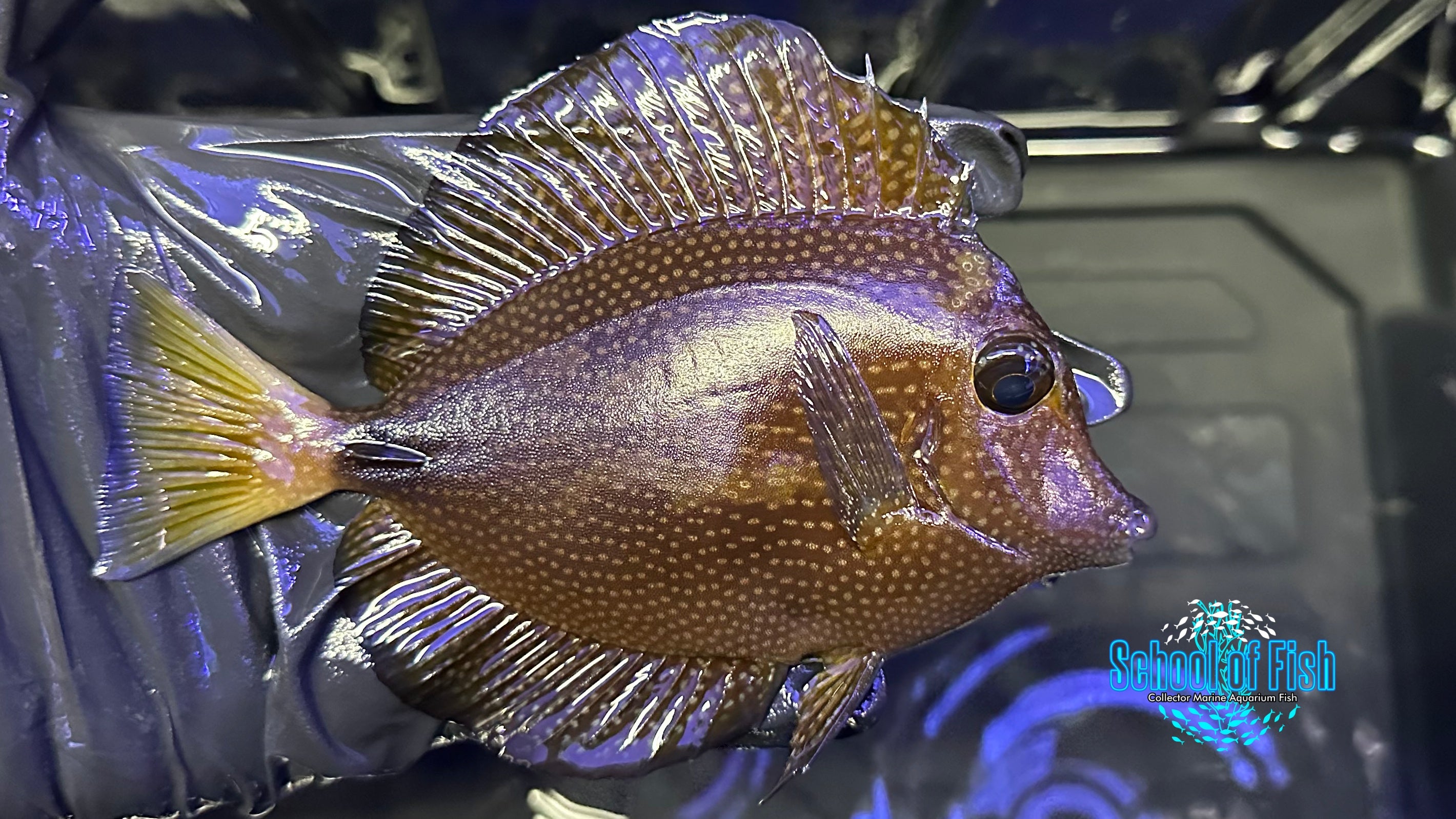 Gem Tang GT1 | School of Fish Online Store