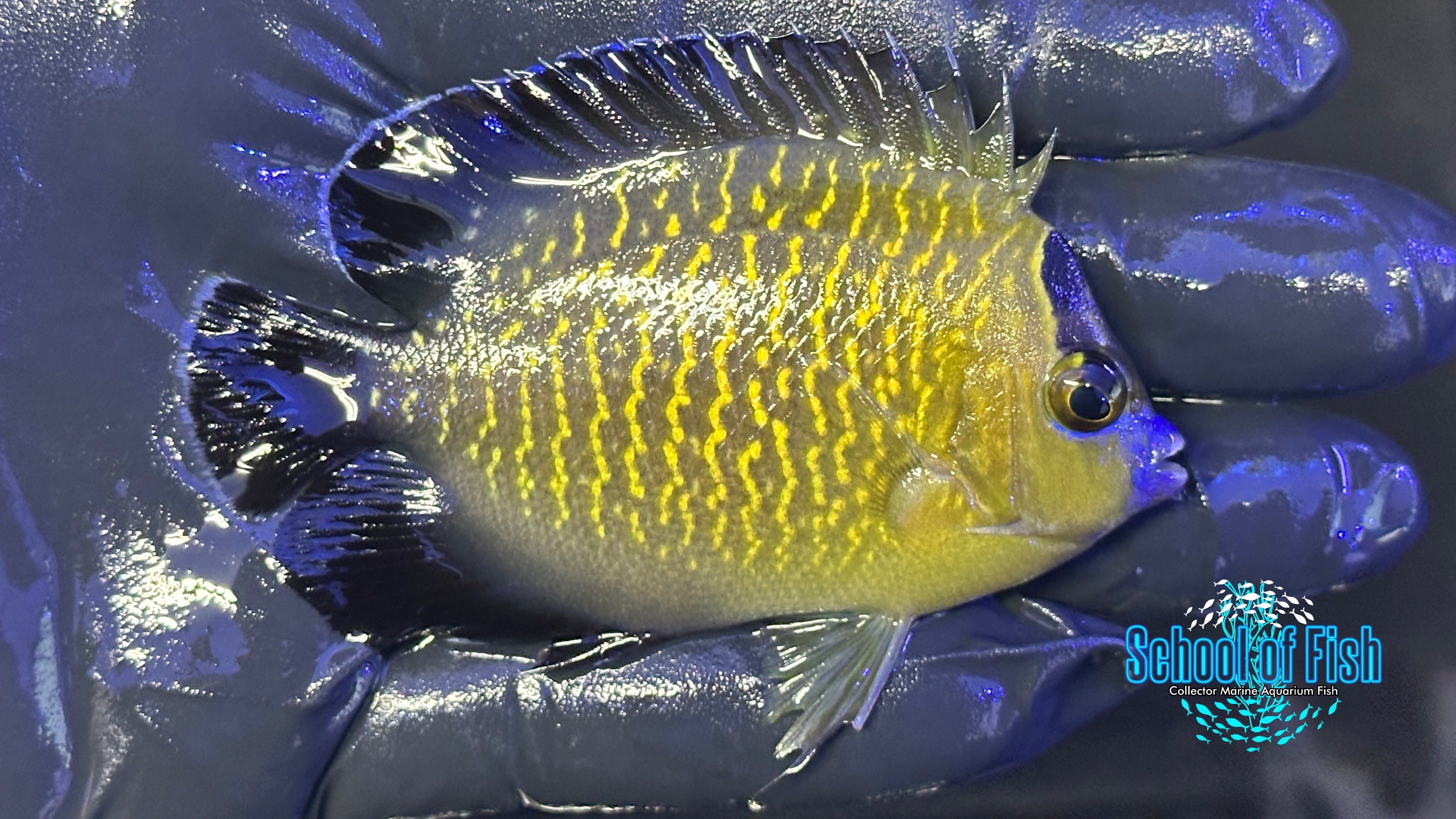 Goldflake Angelfish WILD GFA2 | School of Fish Online Store