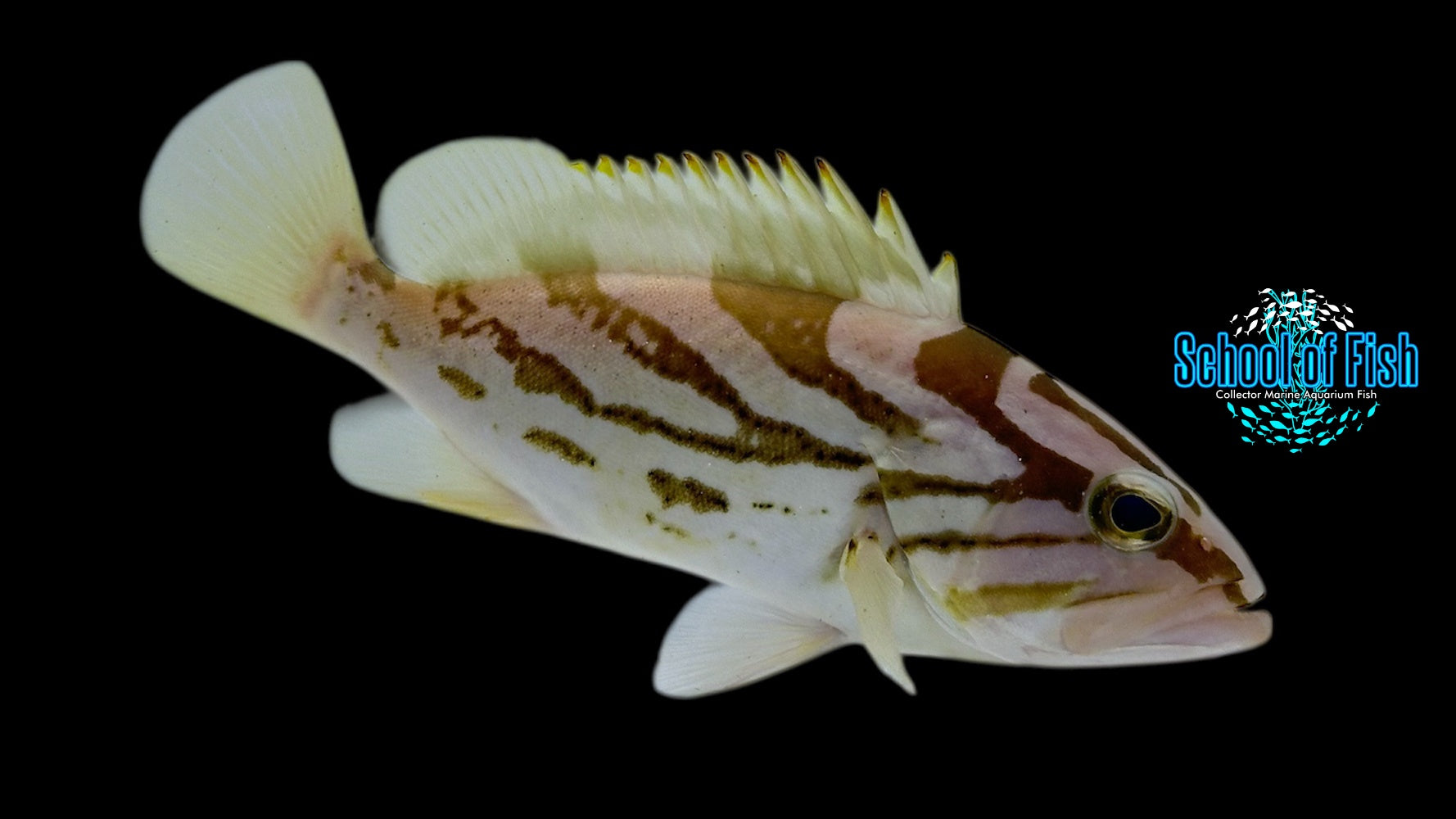 Japanese Comet Grouper JCG1 | School of Fish Online Store