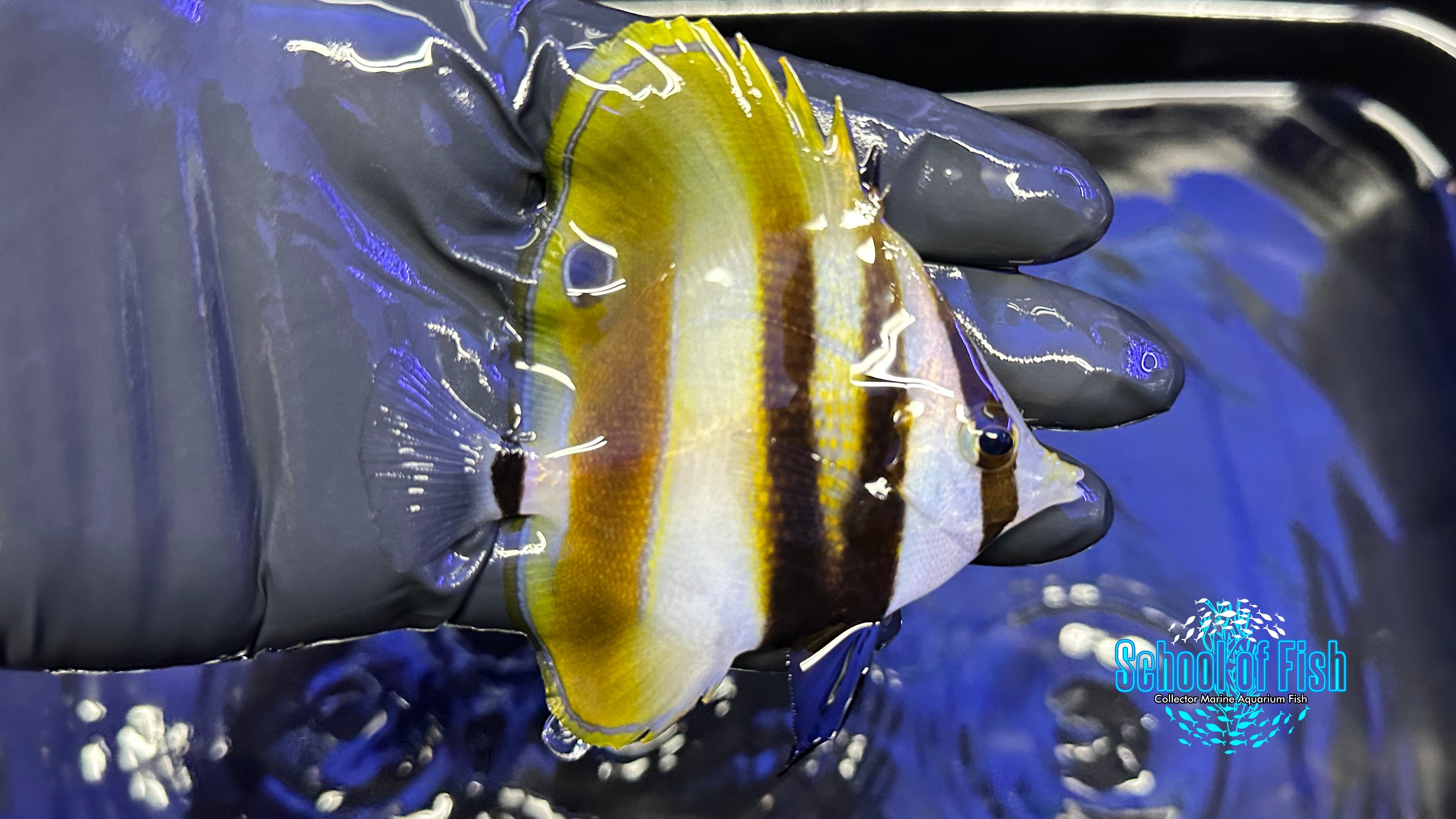 Hi Fin Coradion Butterflyfish HB1 koi | School of Fish Online Store