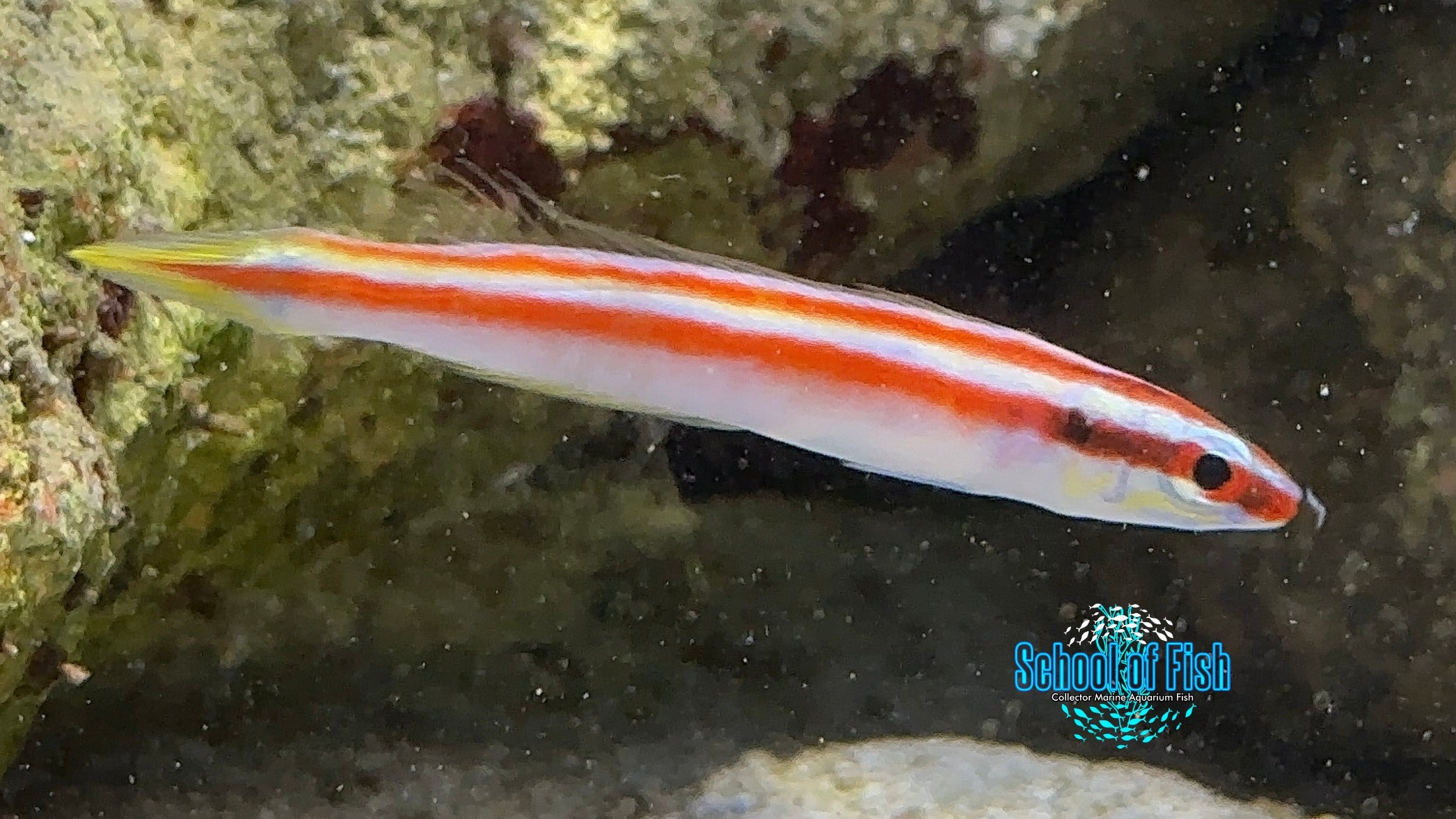 Redline Deepwater Hogfish | School of Fish Online Store