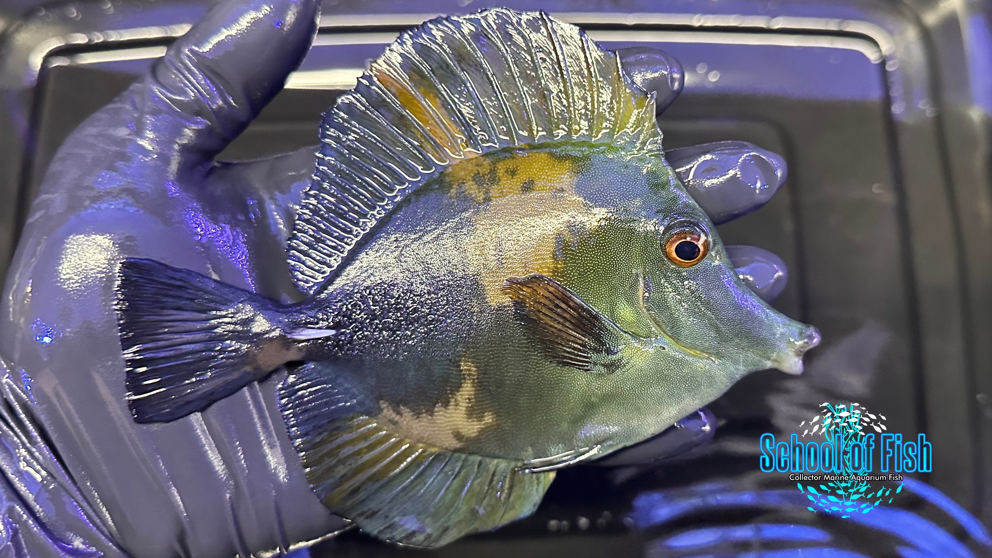 Blue Koi Scopas Tang BKT2 | School of Fish Online Store