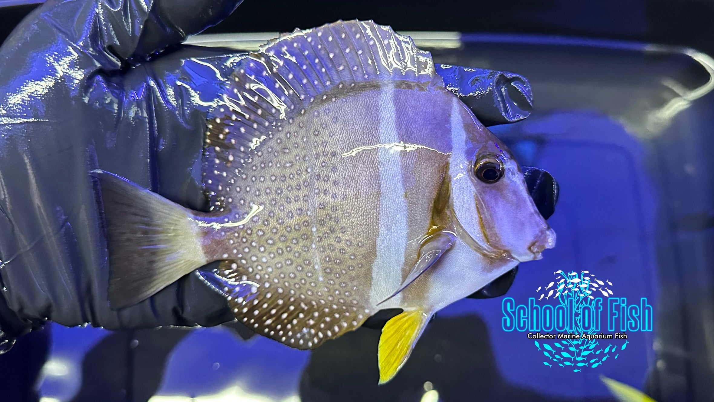 School of Fish LLC: Collector Quality Saltwater Fish | School of Fish ...