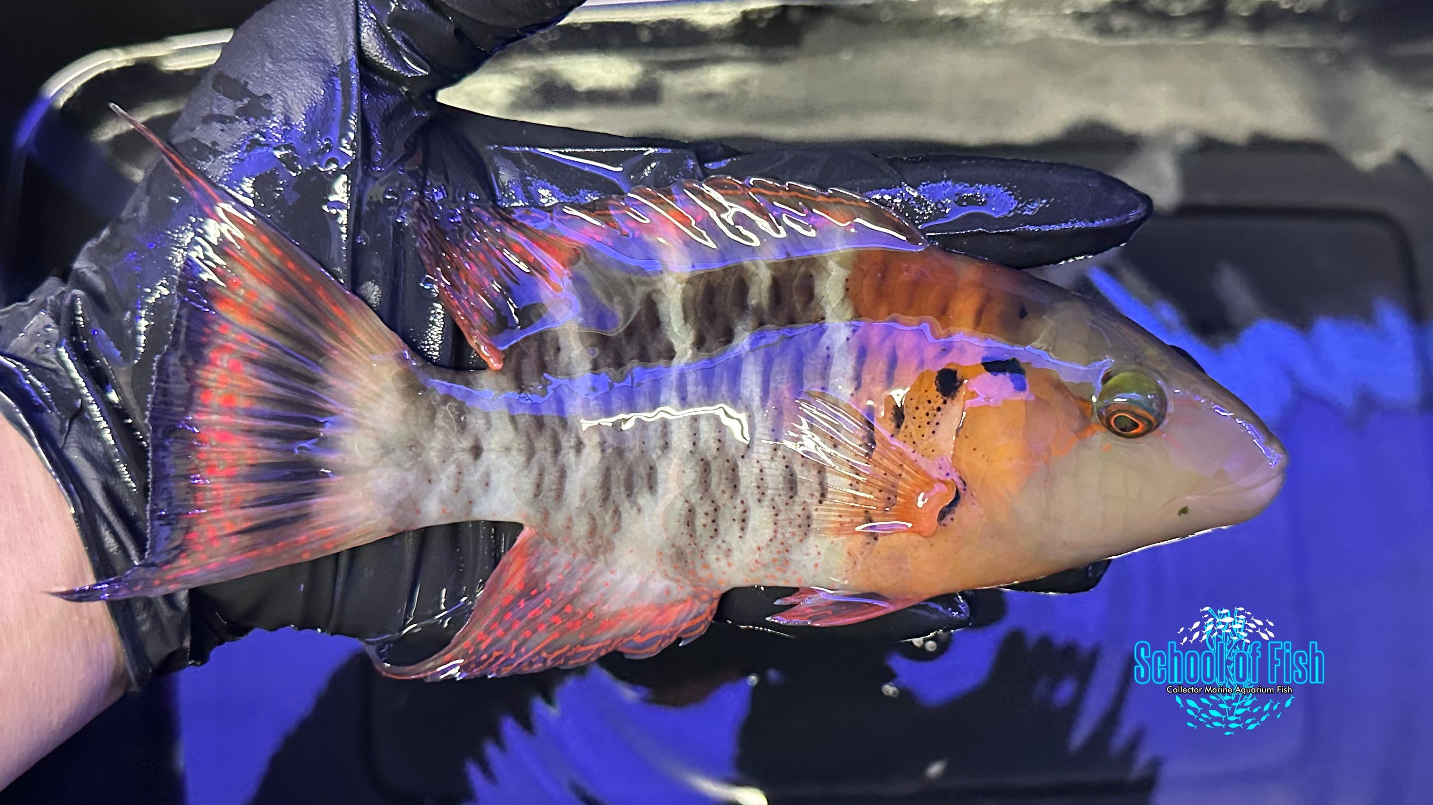 Red Breasted Maori Wrasse 5" | School of Fish Online Store