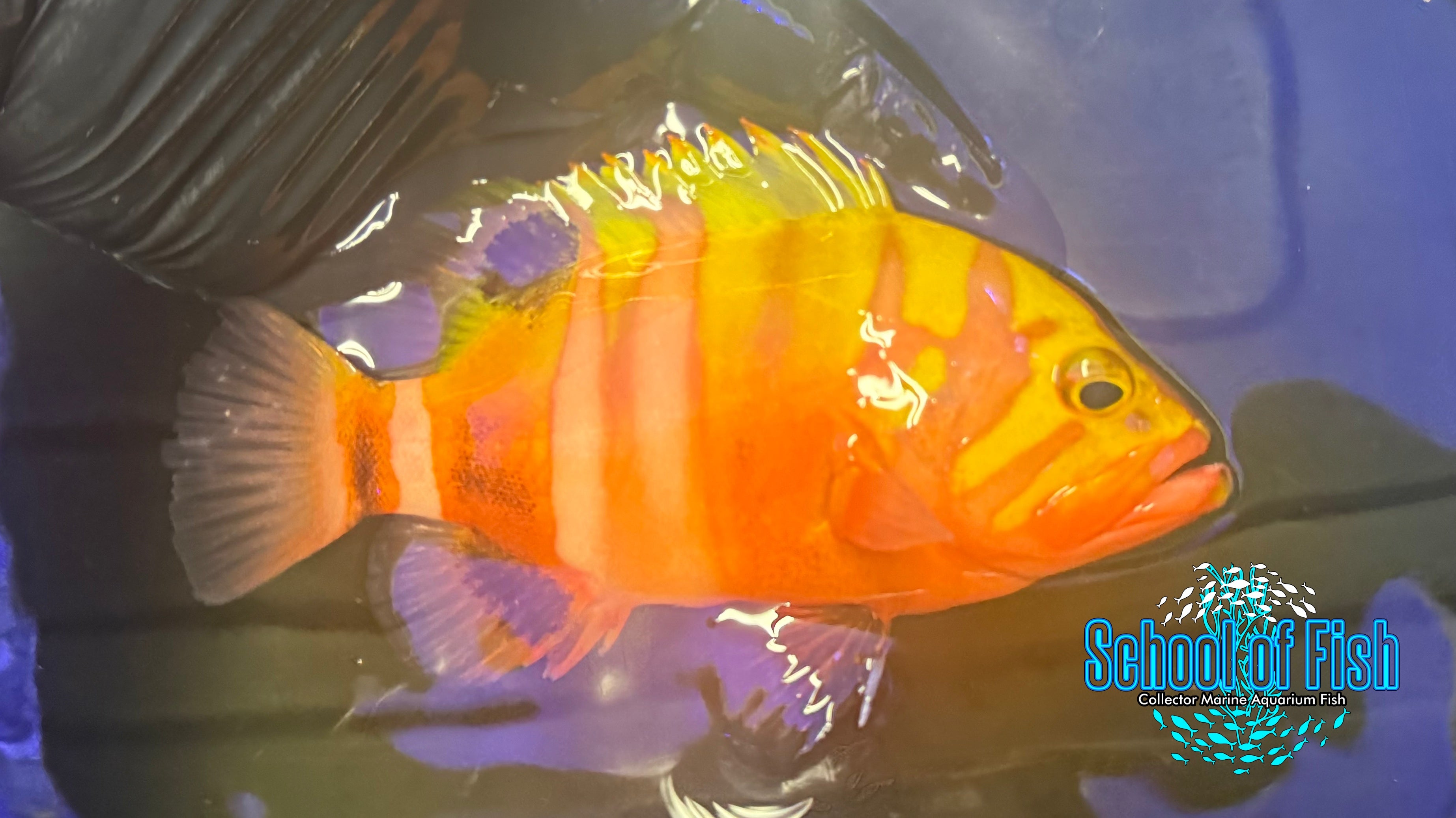 Neptune Grouper 6.0" NG2 | School of Fish Online Store