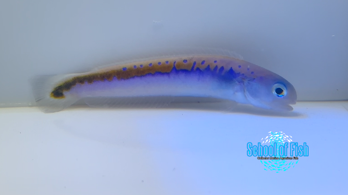 Oreni Tilefish 5" | School of Fish Online Store