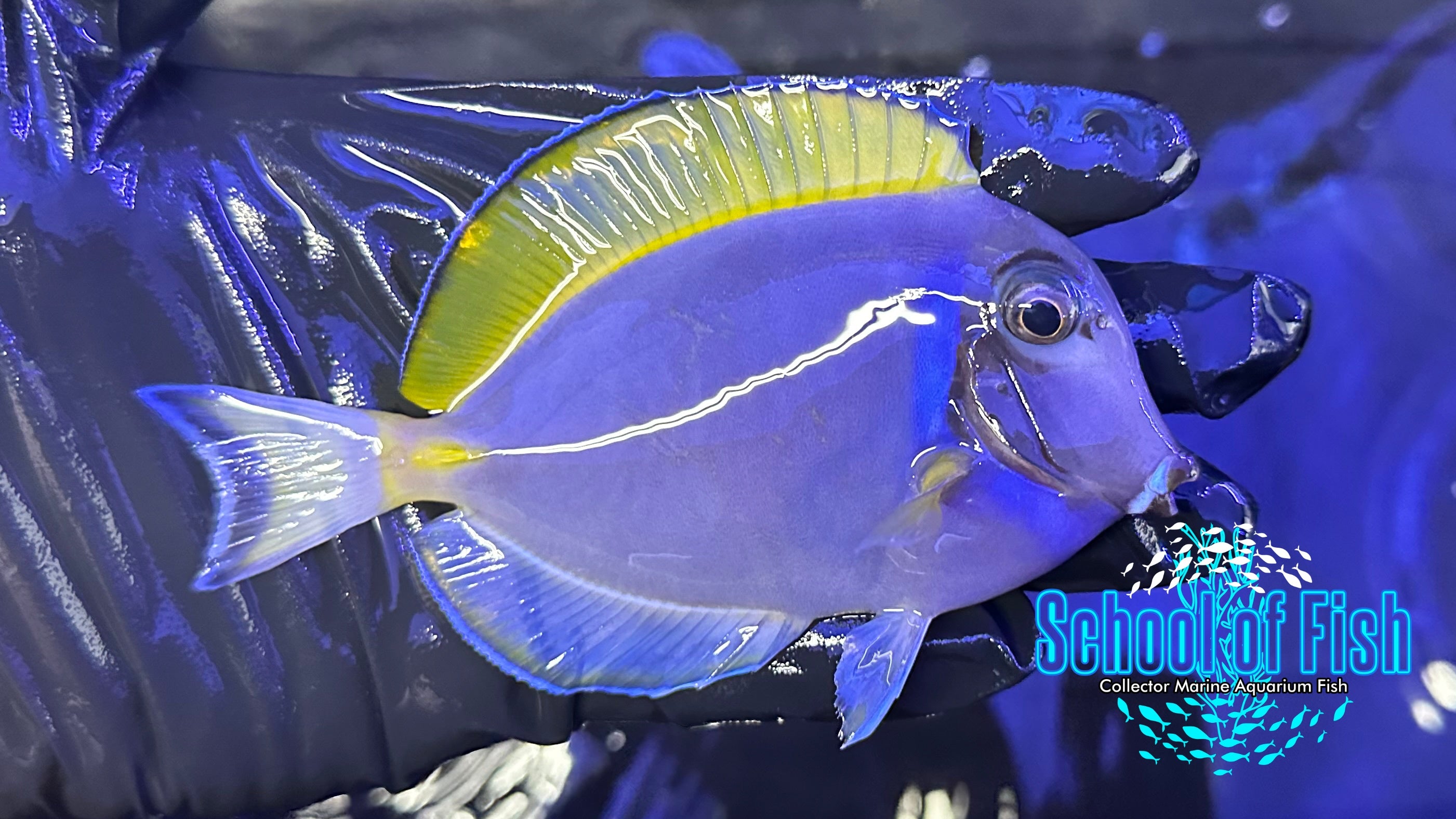 Powder Purple Tang PPT1 | School of Fish Online Store