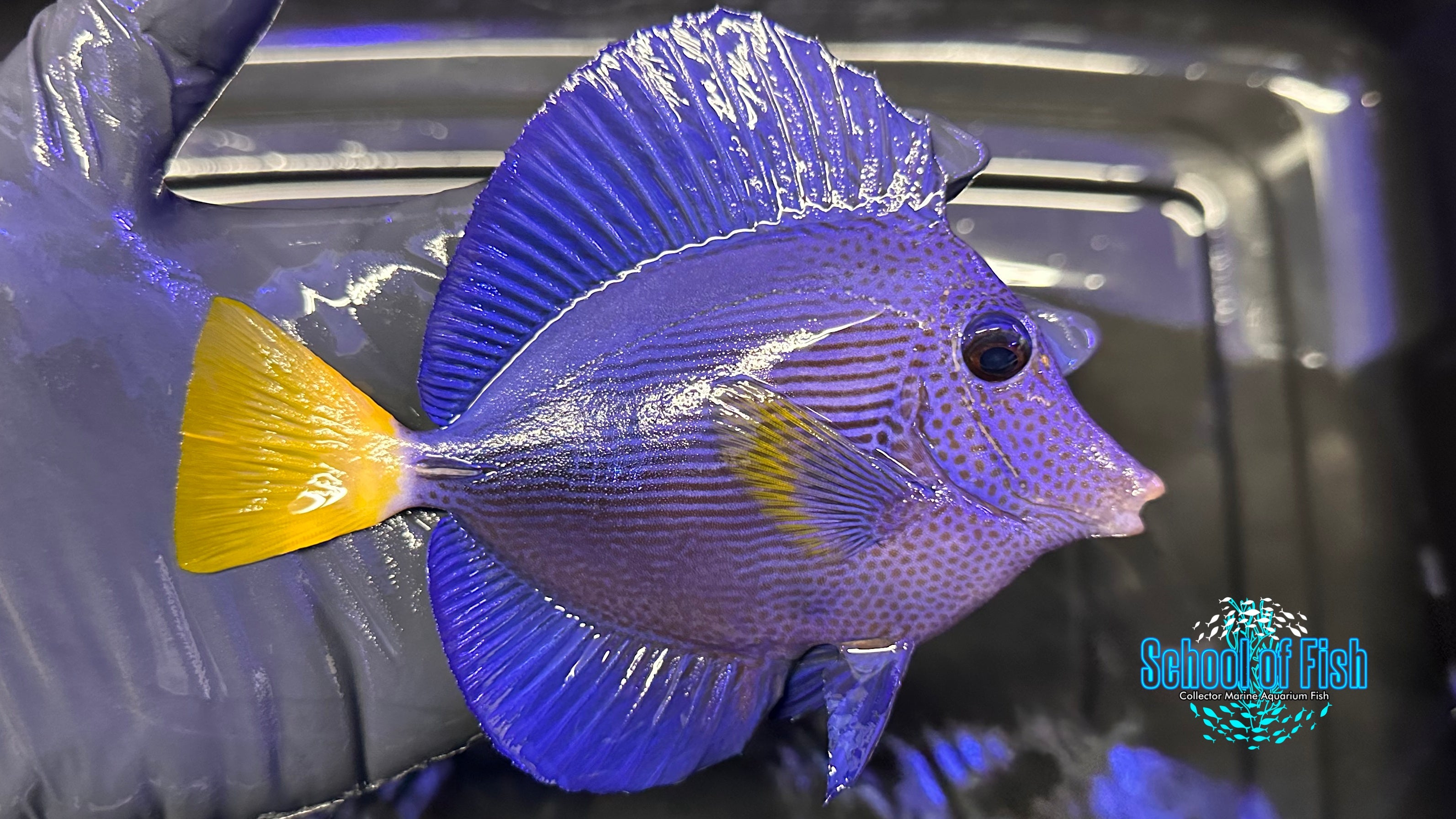 Purple Saltwater Tank Fish
