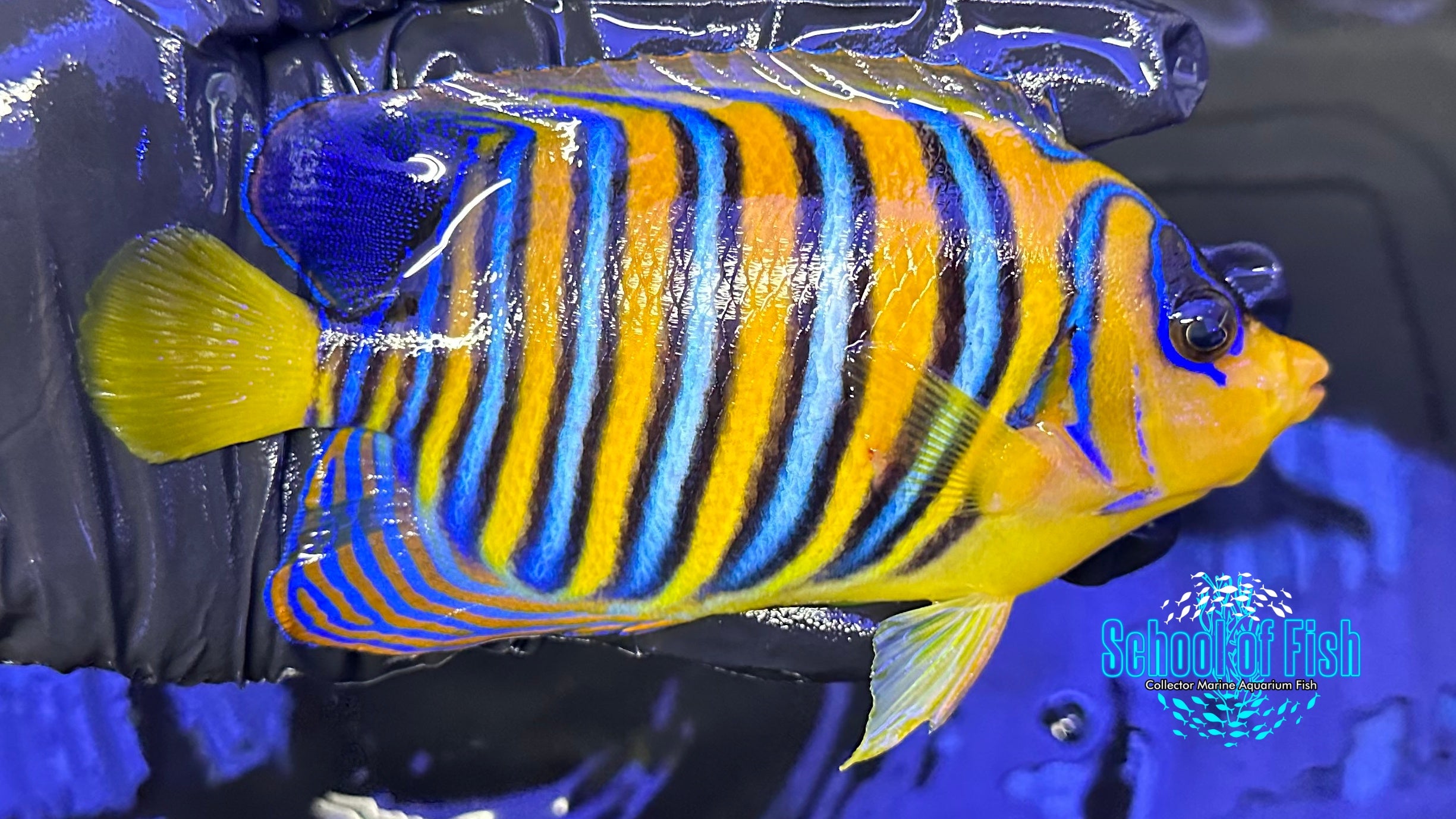 Red Sea Regal Angelfish L 2-4 | School of Fish Online Store