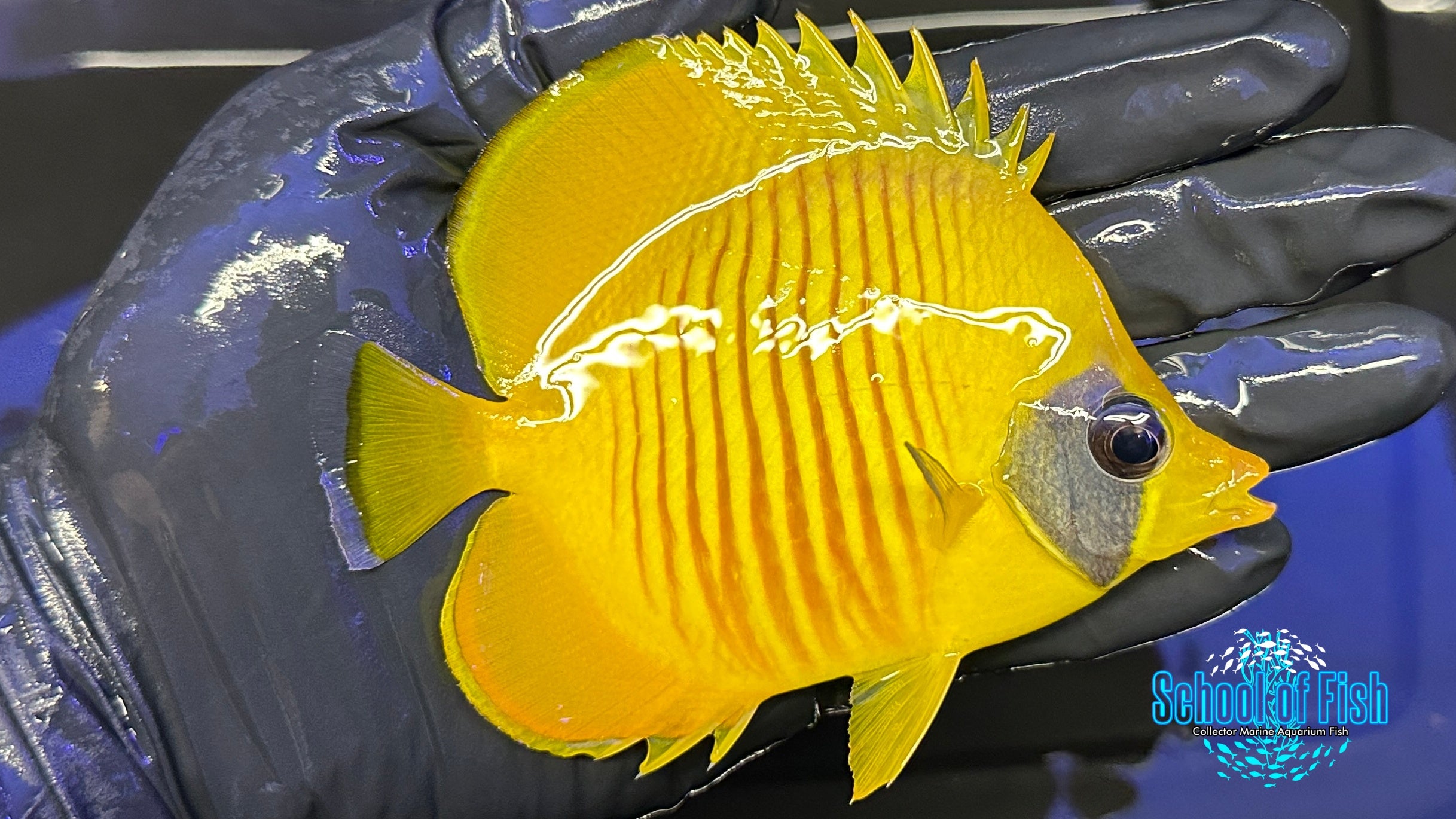 Blue Cheek Butterflyfish BCB1 | School of Fish Online Store