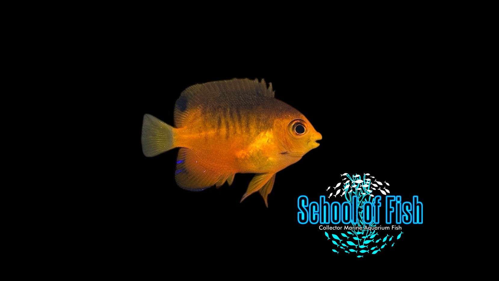 Shephard Dwarf Angelfish SA2 | School of Fish Online Store