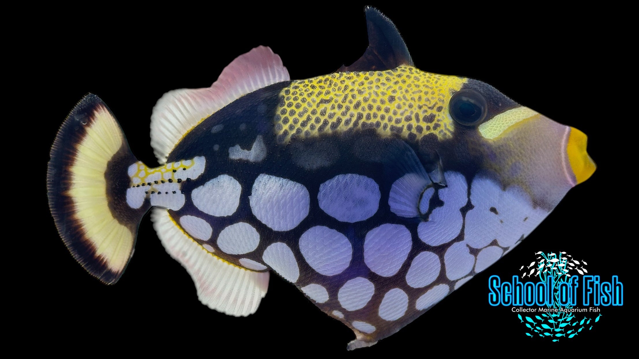 Clown Triggerfish 7" | School of Fish Online Store