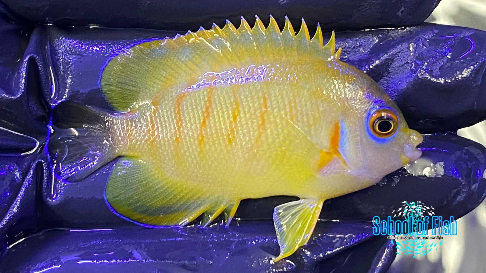 Red Sea Regal Angelfish | School of Fish Online Store