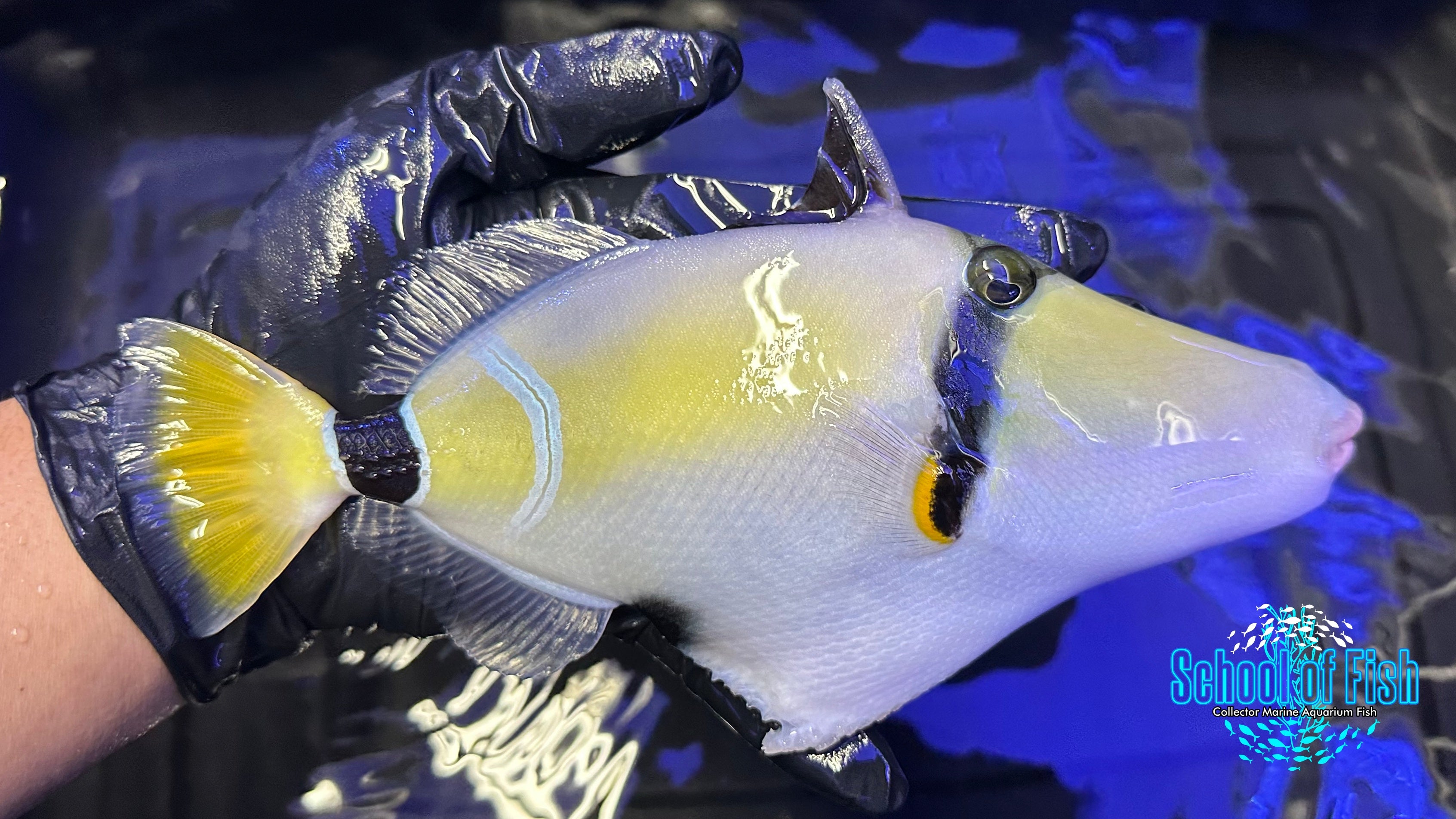 Mauritius Triggerfish 8" MTF1 | School of Fish Online Store