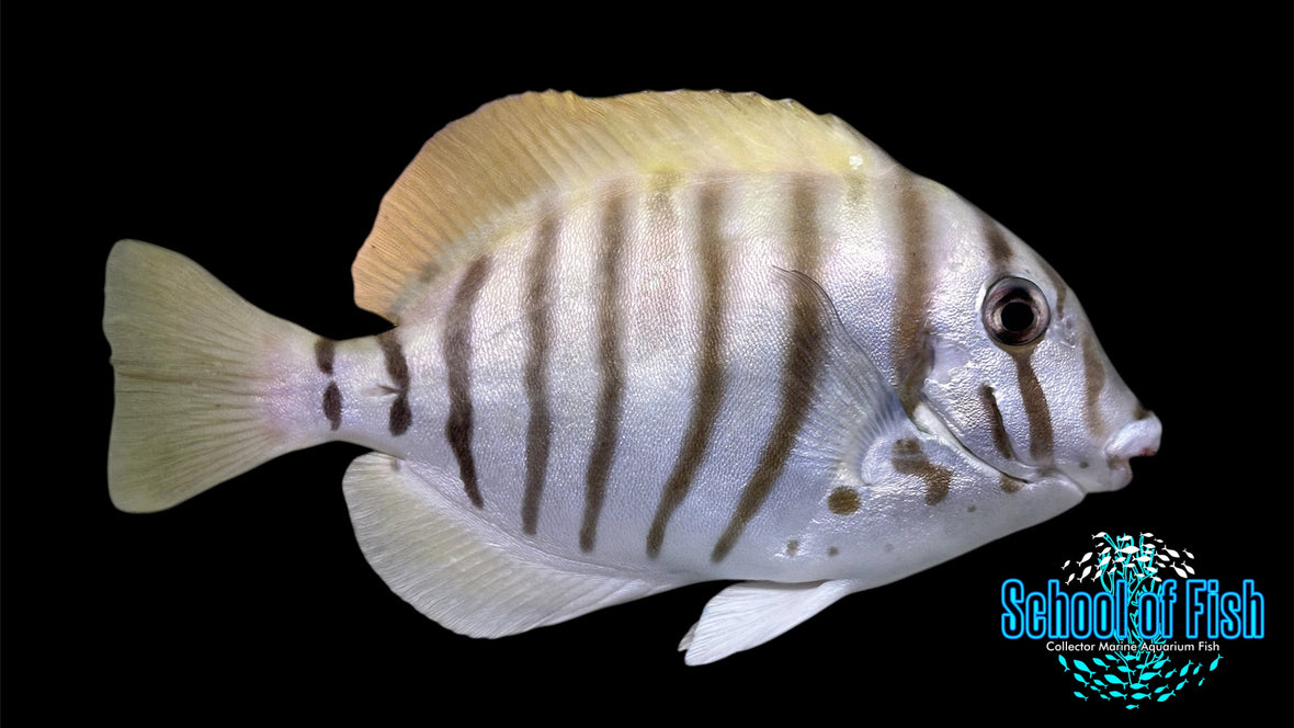 School of Fish LLC: Collector Quality Saltwater Fish | School of Fish ...
