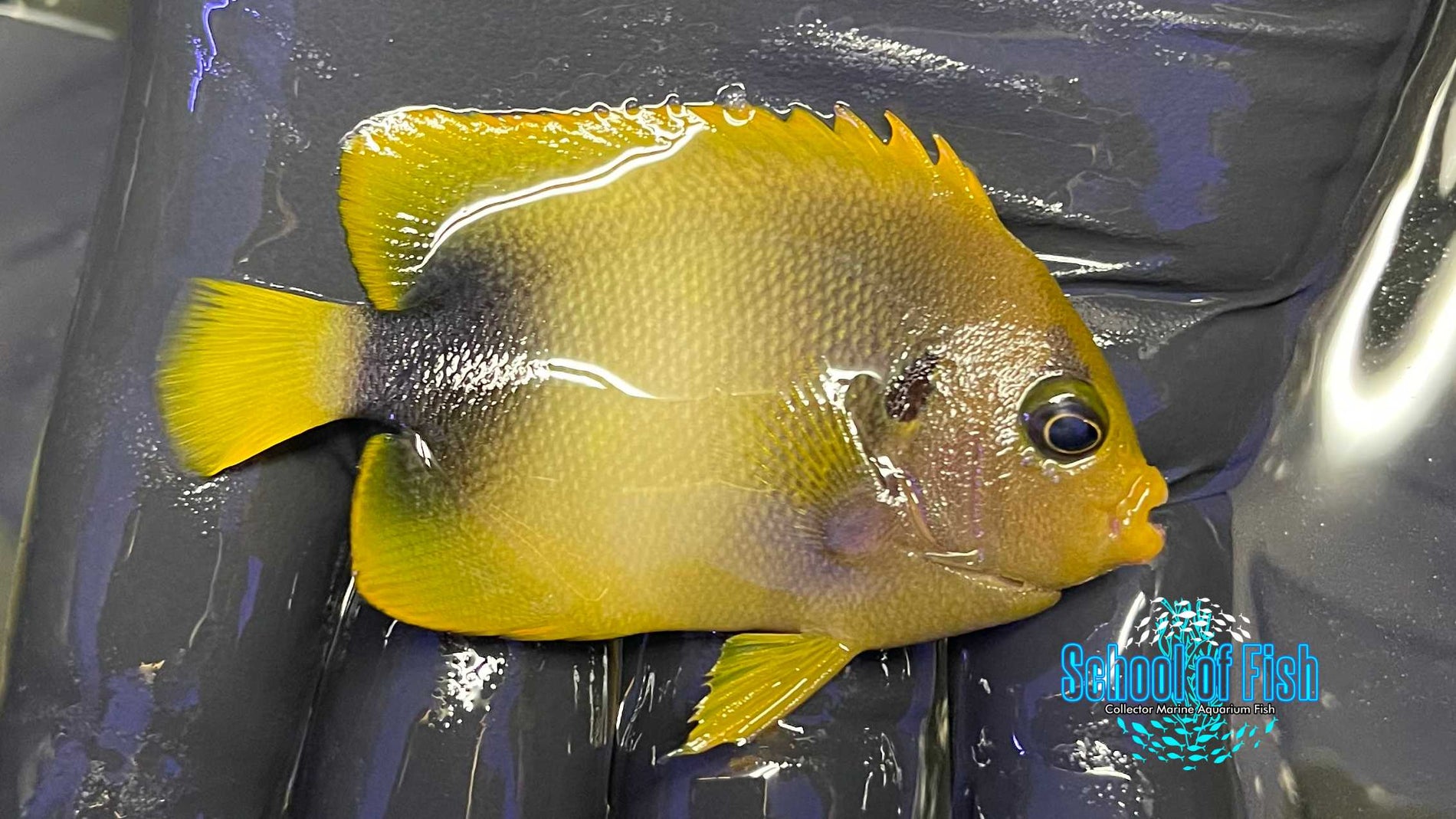 West African Angelfish AA1 | School of Fish Online Store