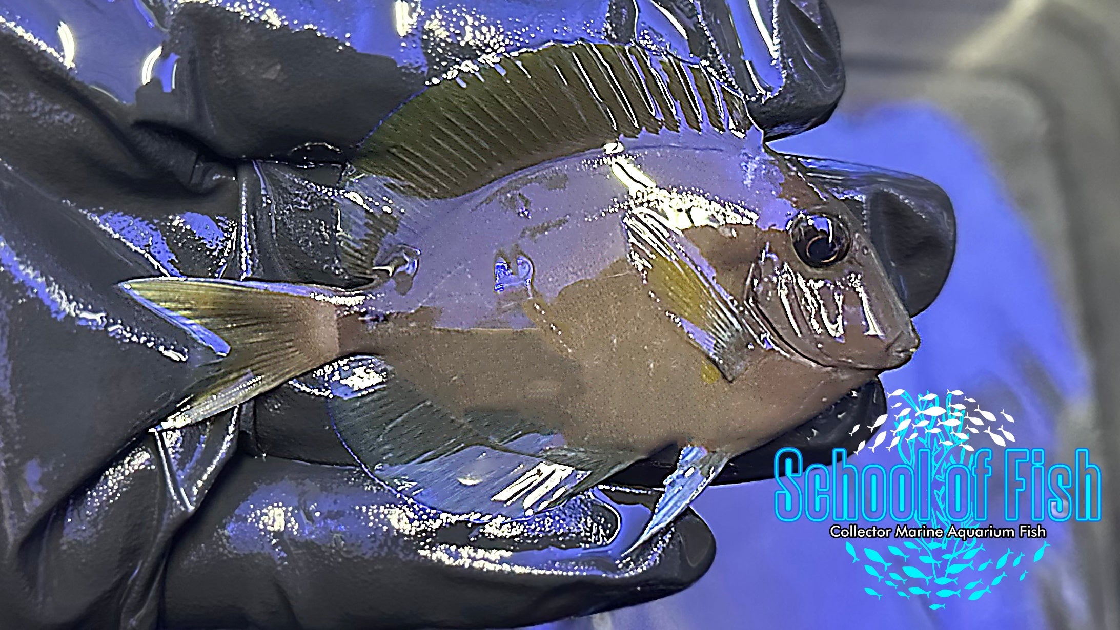 Black Shoulder Tang Juv BST4 | School of Fish Online Store