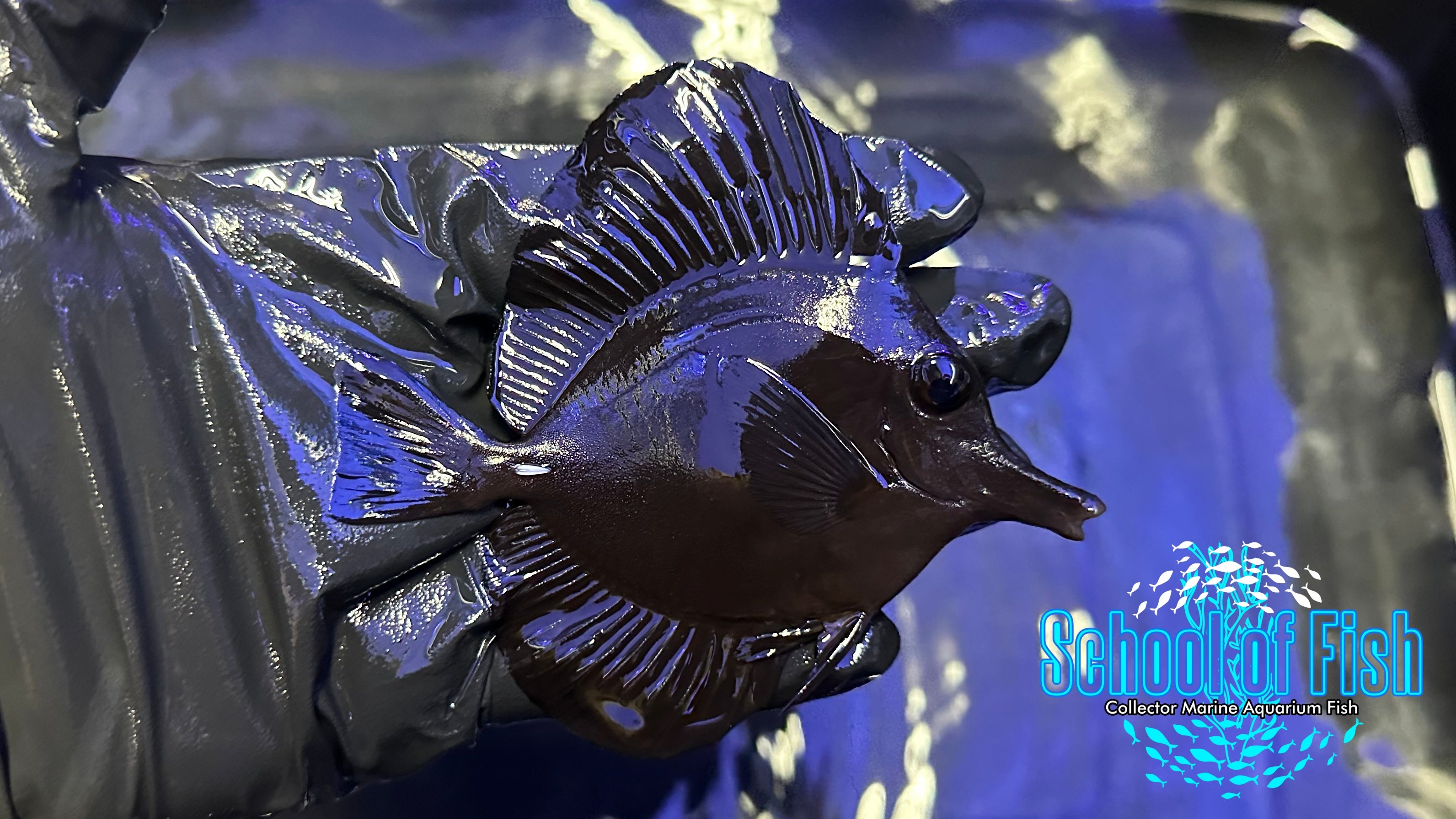 Black Tang BT3 | School of Fish Online Store