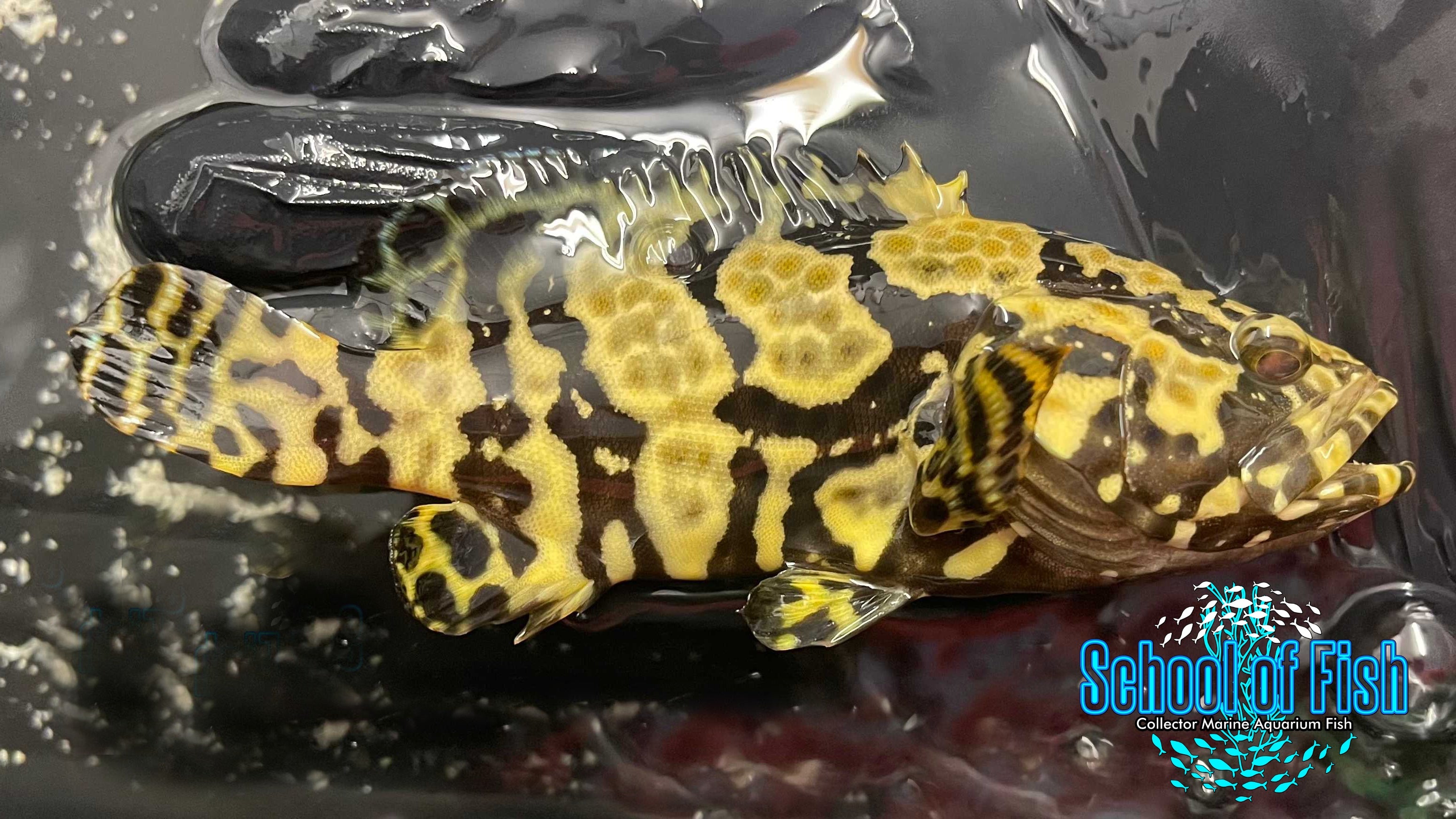 School of Fish LLC: Collector Quality Saltwater Fish | School of Fish ...