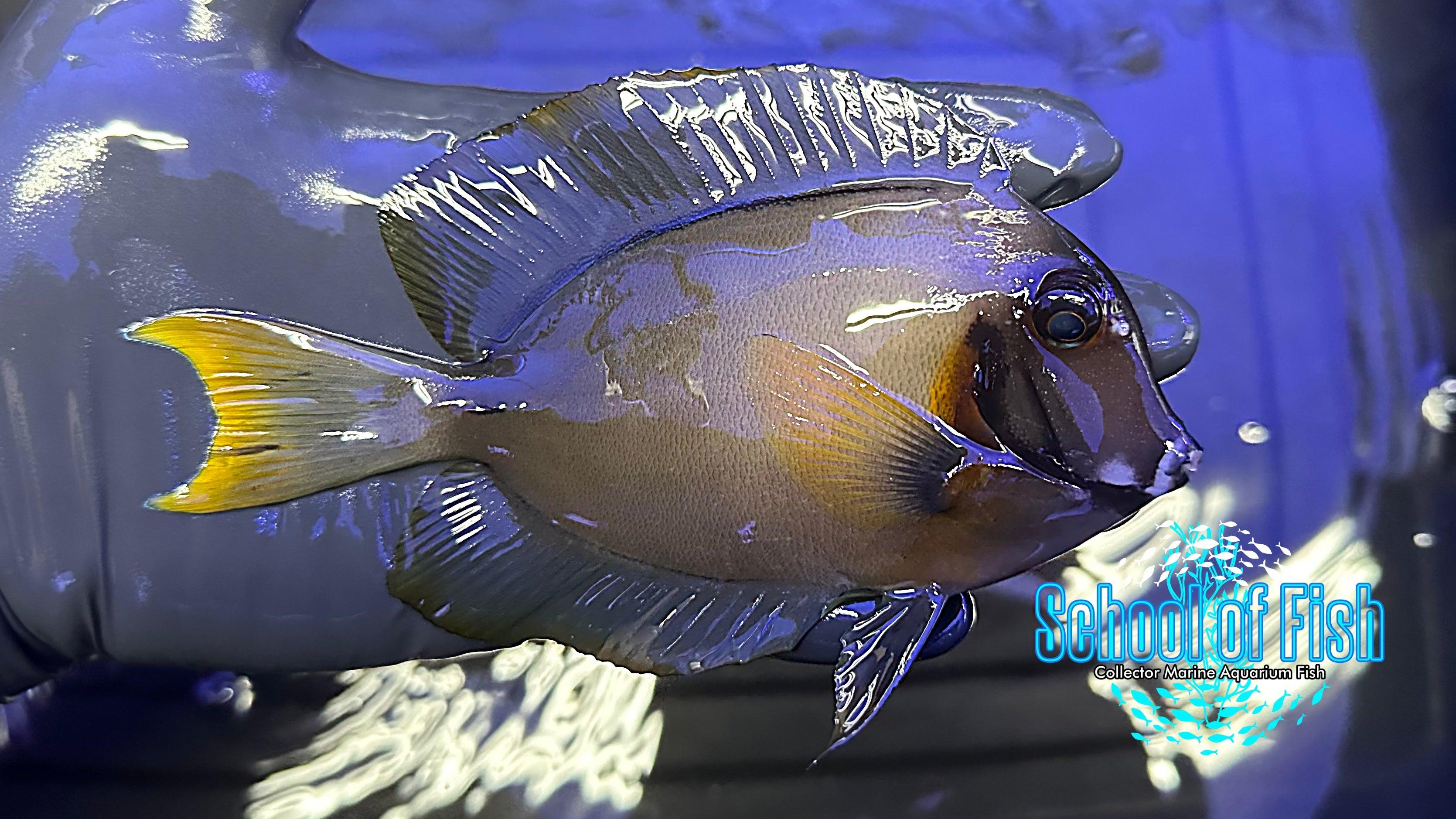 Chocolate Mimic Tang CMT1 | School of Fish Online Store