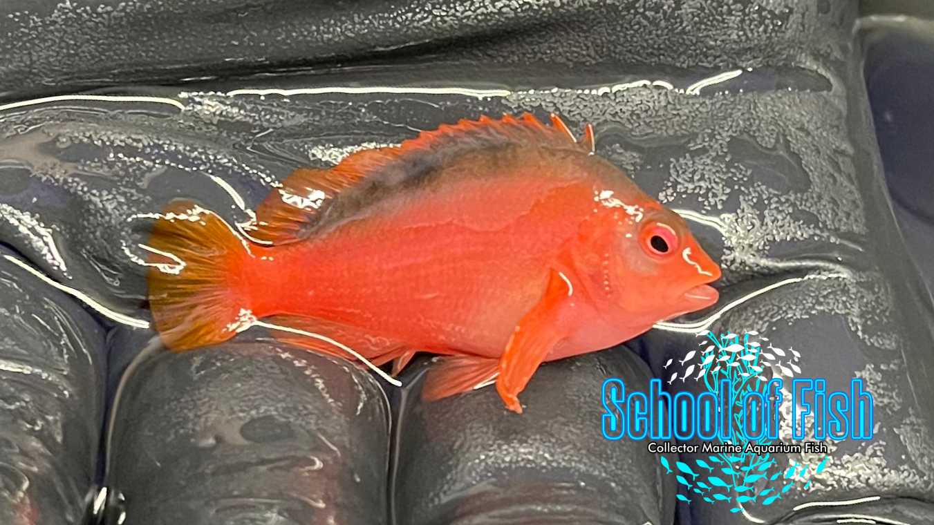 Flame Hawkfish FH2 | School of Fish Online Store