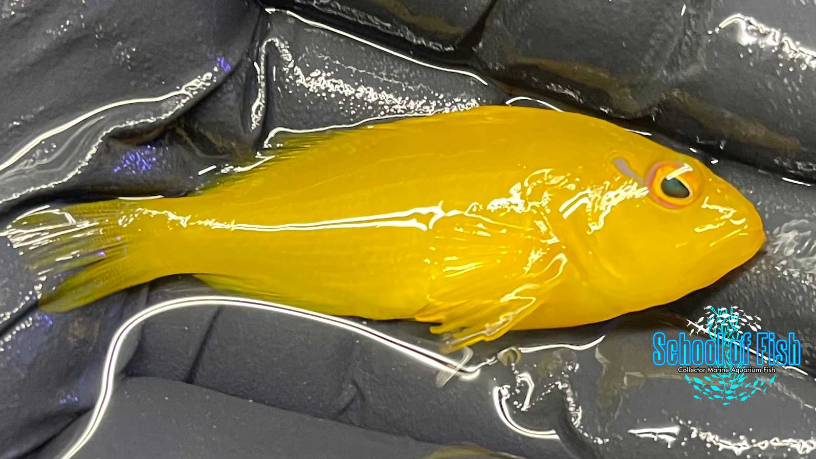 Tahitian Golden Hawkfish TH3 | School of Fish Online Store