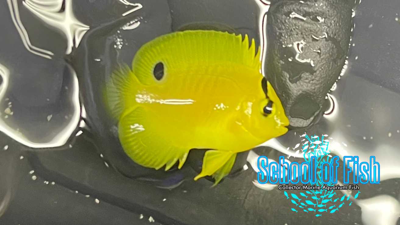 Goldflake Angelfish (Captive Bred) G1 | School of Fish Online Store