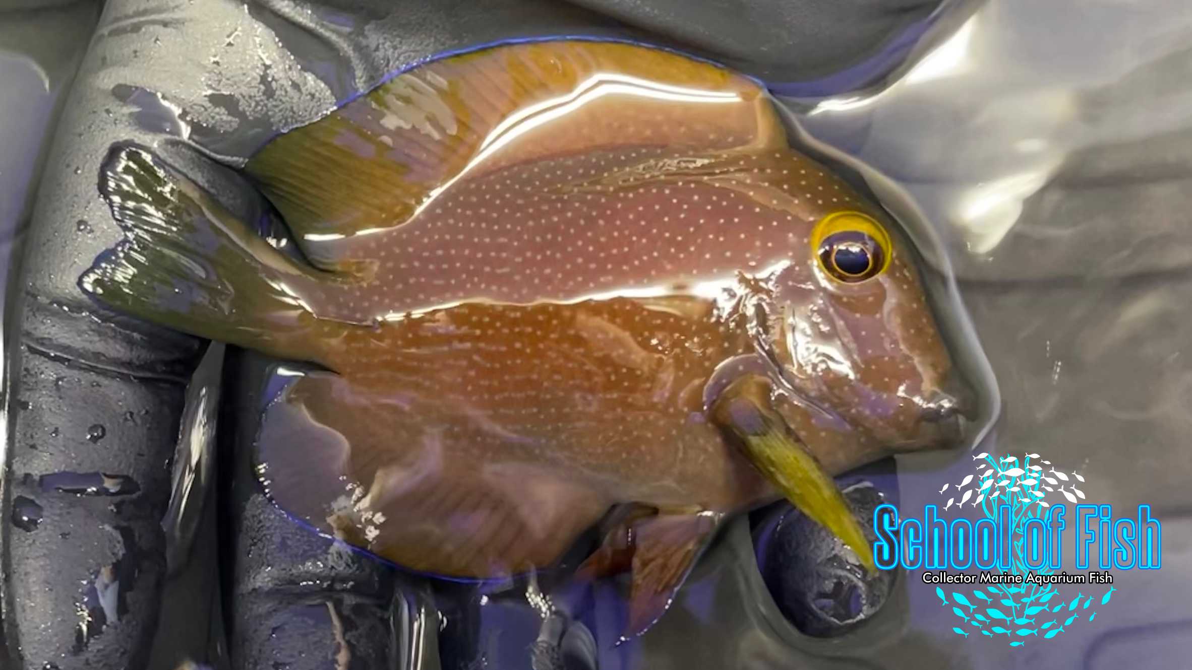 Gold-Ring Spotted Bristletooth Tang R1 | School of Fish Online Store