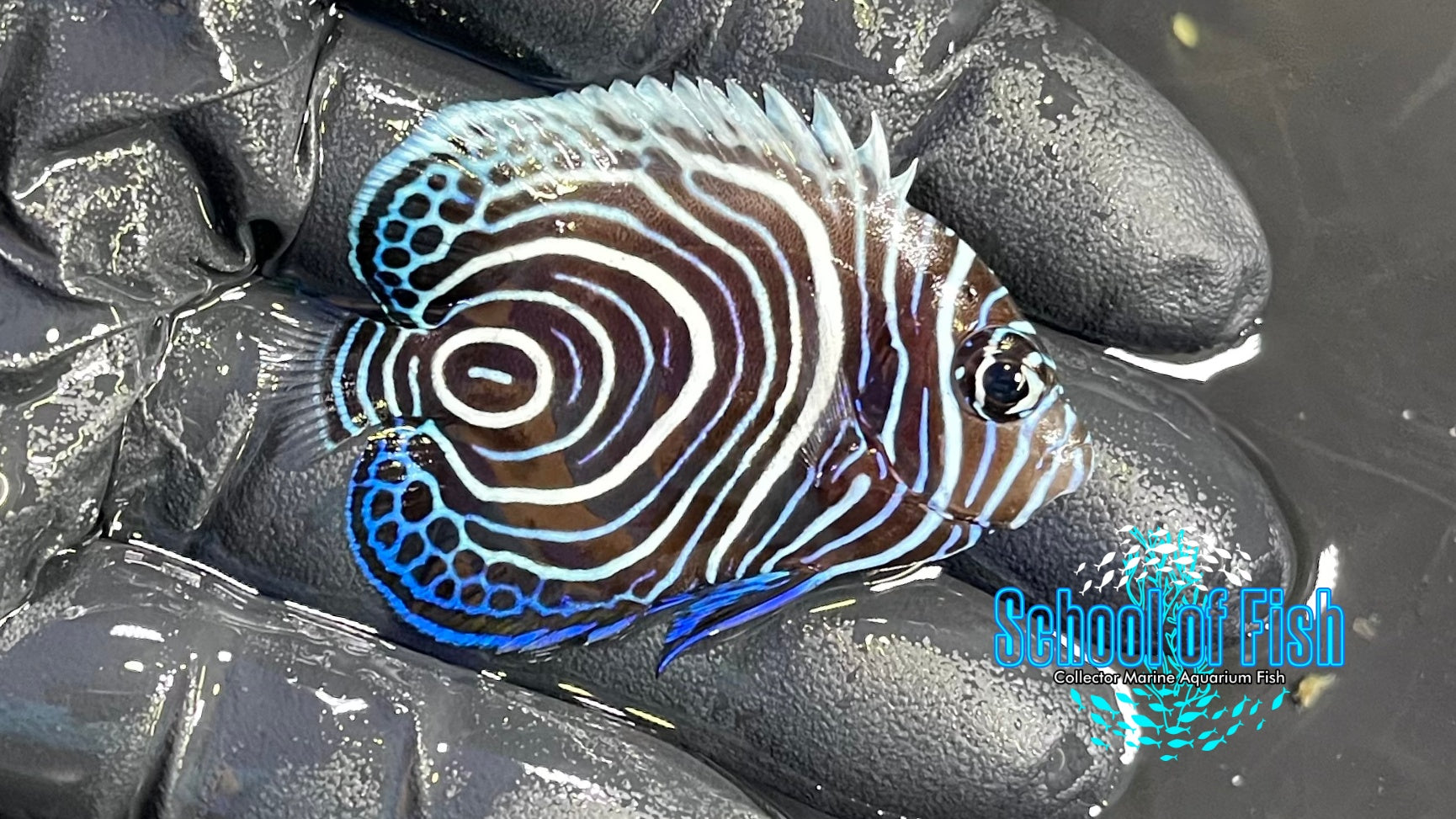 Imperator Angelfish Juv IAJ1 | School of Fish Online Store