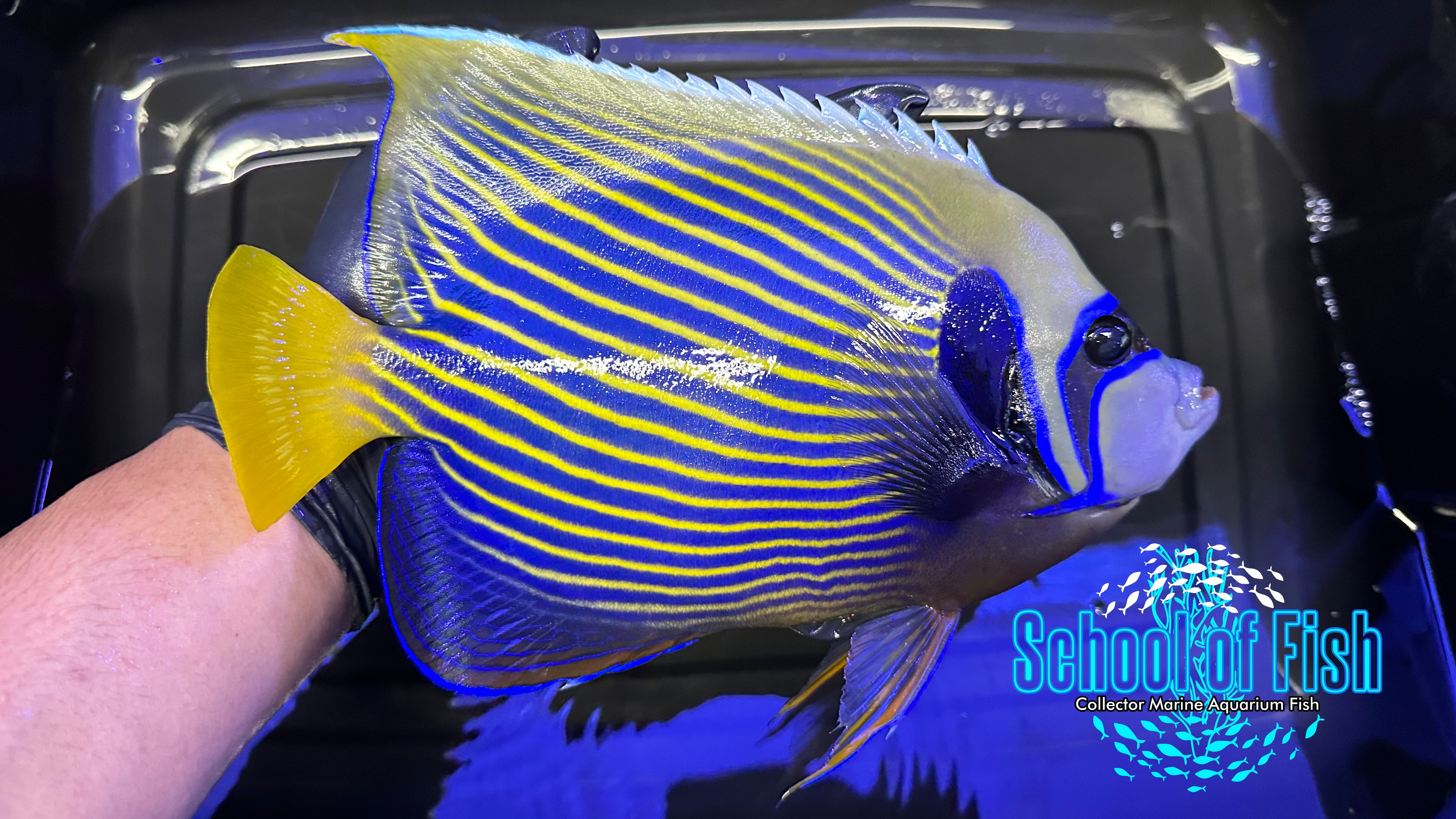 Emperor Angelfish Male (Flagfin) 8" EAF1 | School of Fish Online Store