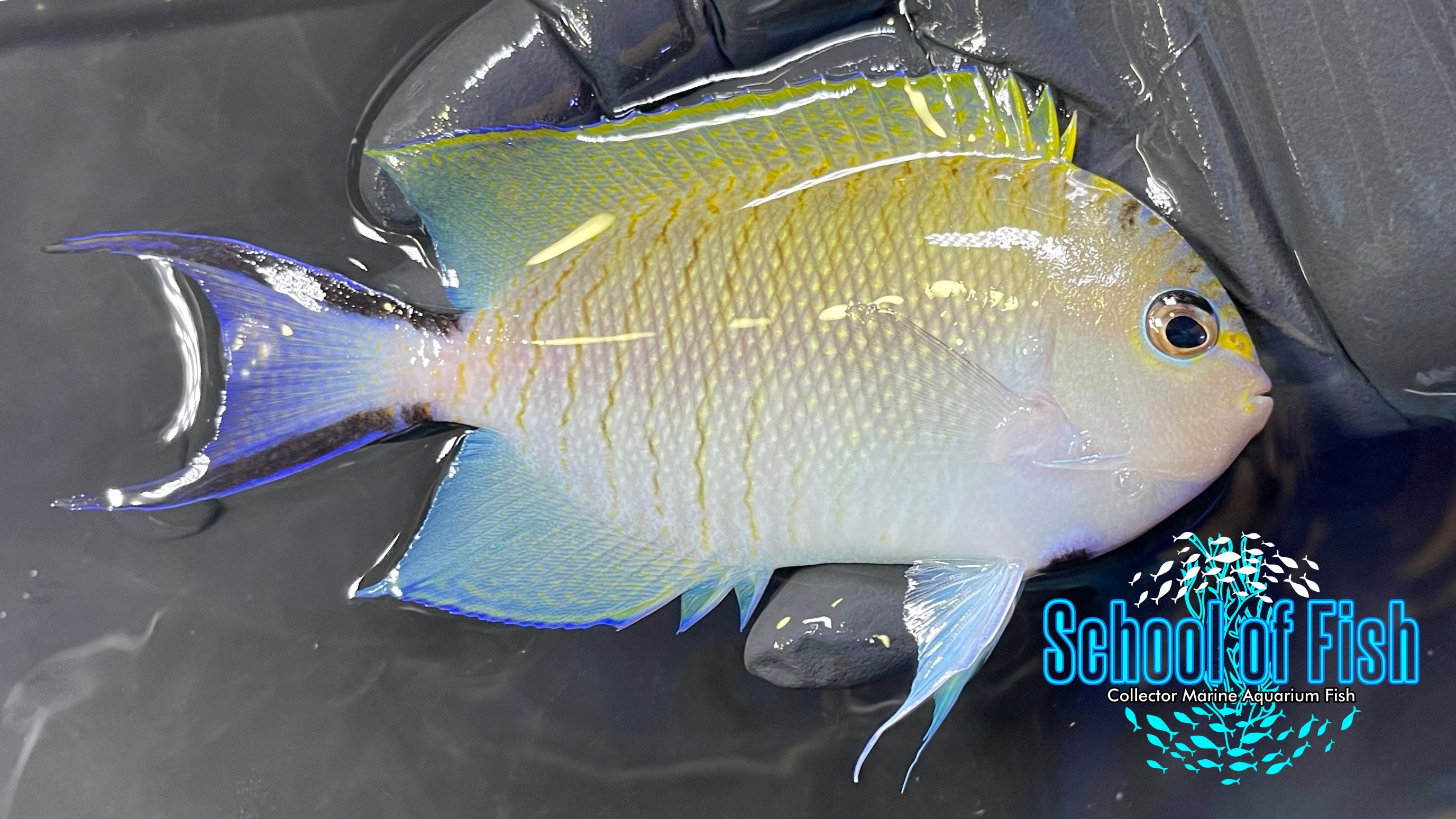 Swallowtail Angelfish Transition JSA1 | School of Fish Online Store