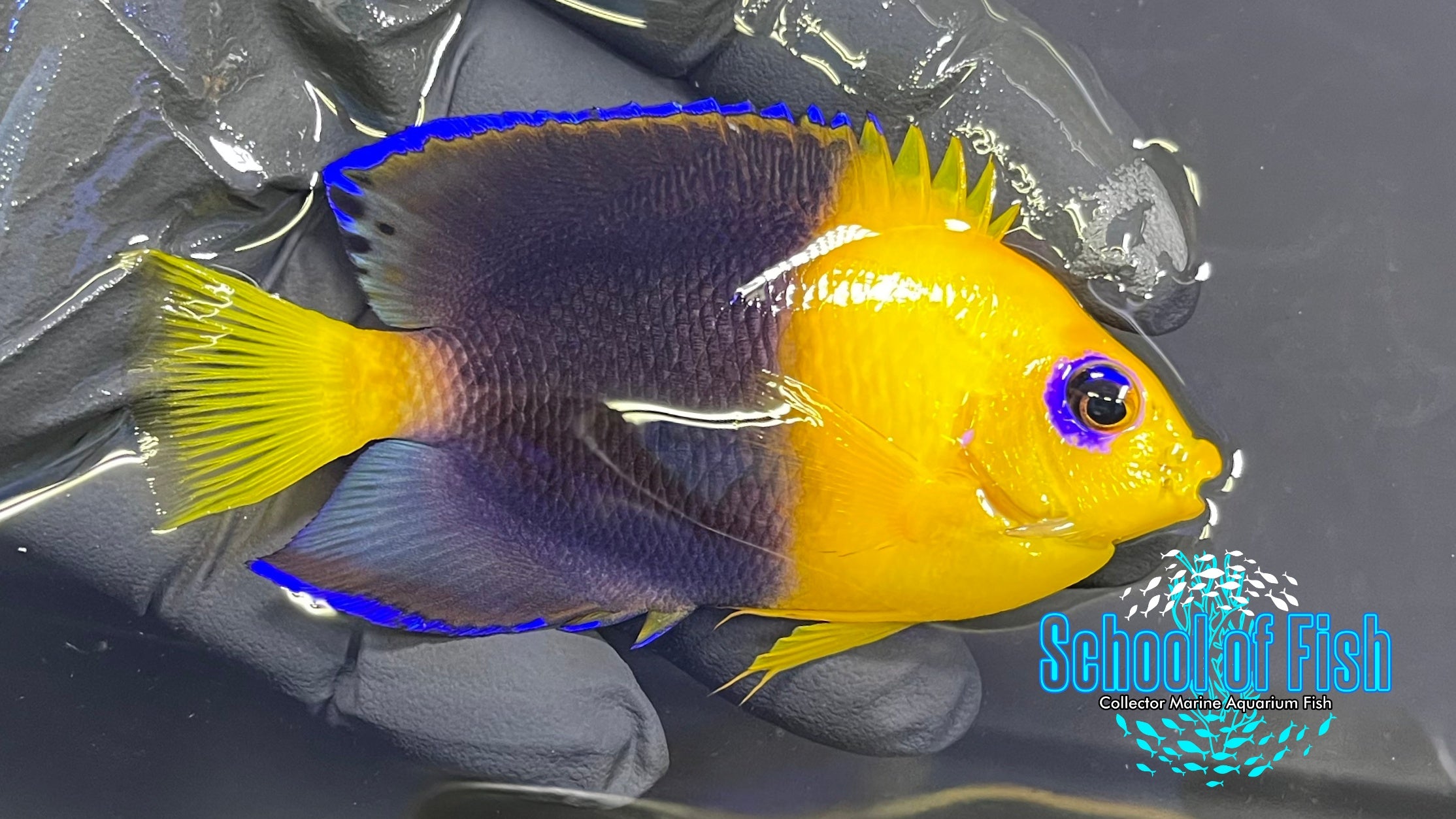 Joculator Dwarf Angelfish Adult JAA2 | School of Fish Online Store