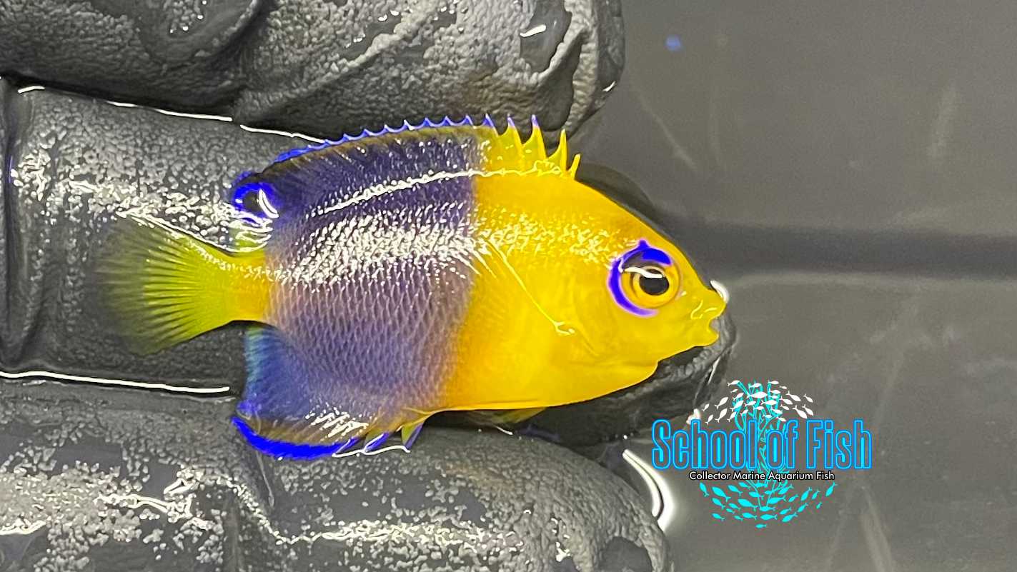 Joculator Dwarf Angelfish Juvenile WILD JA1 | School of Fish Online Store