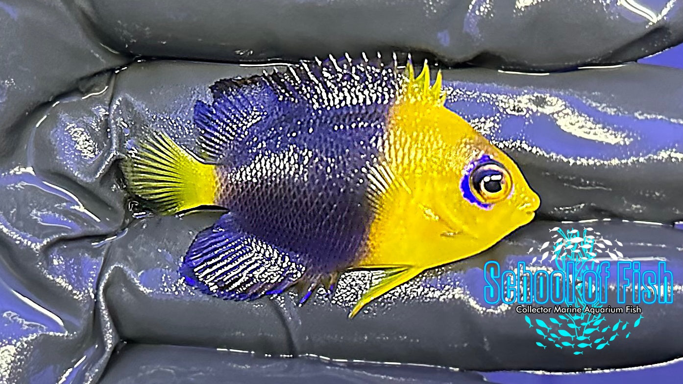 Coco Island Dwarf Angelfish Juv. CIA2 | School of Fish Online Store