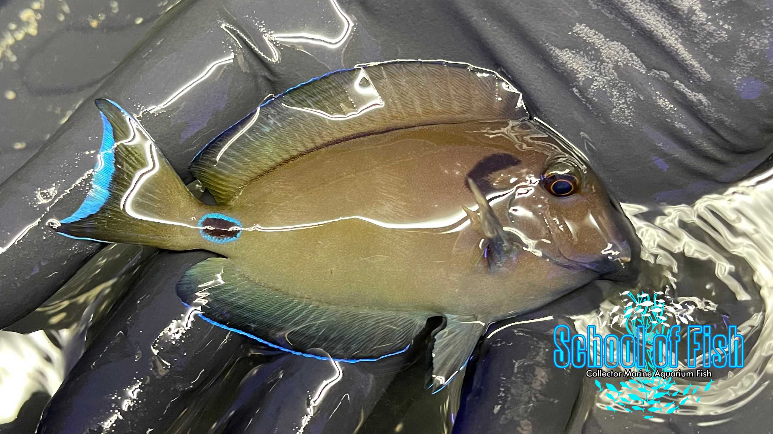 Lieutenant Tang LT2 | School of Fish Online Store