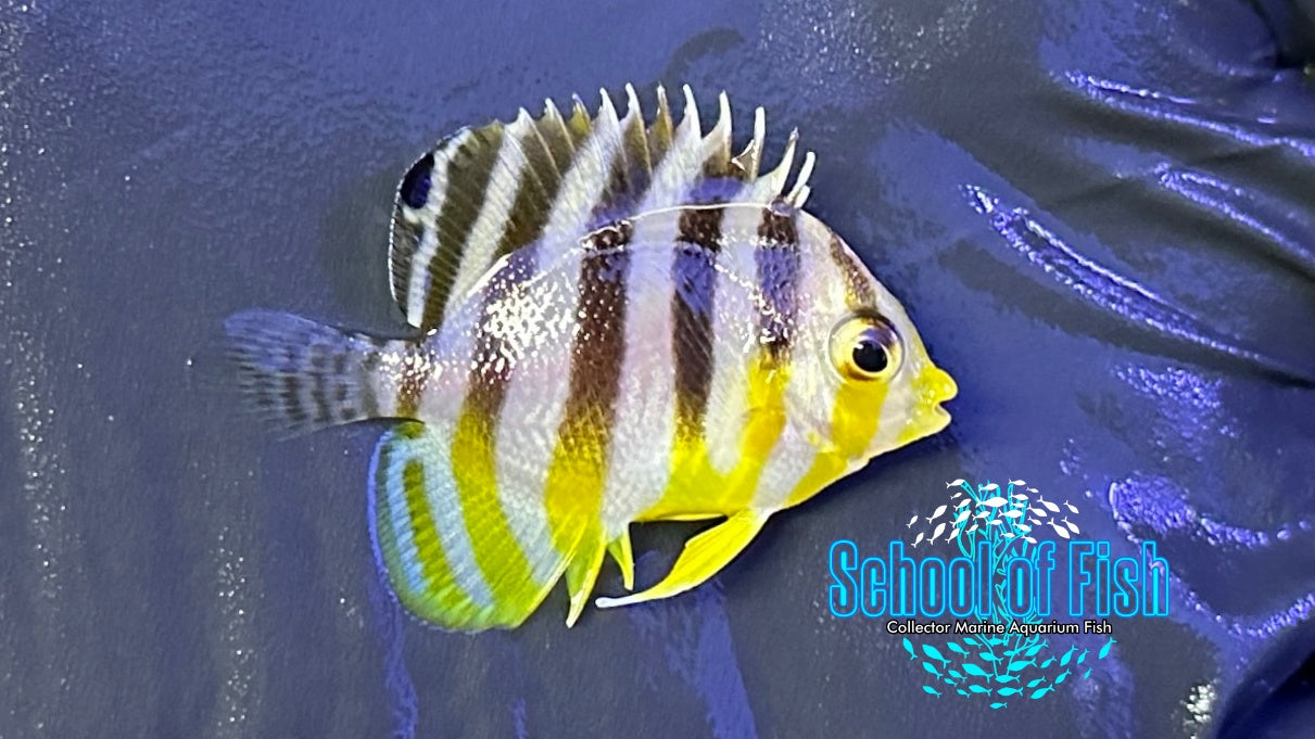Multibar Angelfish Captive Bred MB1 | School of Fish Online Store